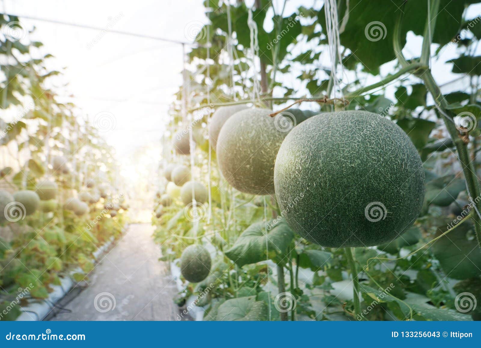 Cantaloupe Melon Farm Row Path Hanging Stock Image - Image of healthy ...