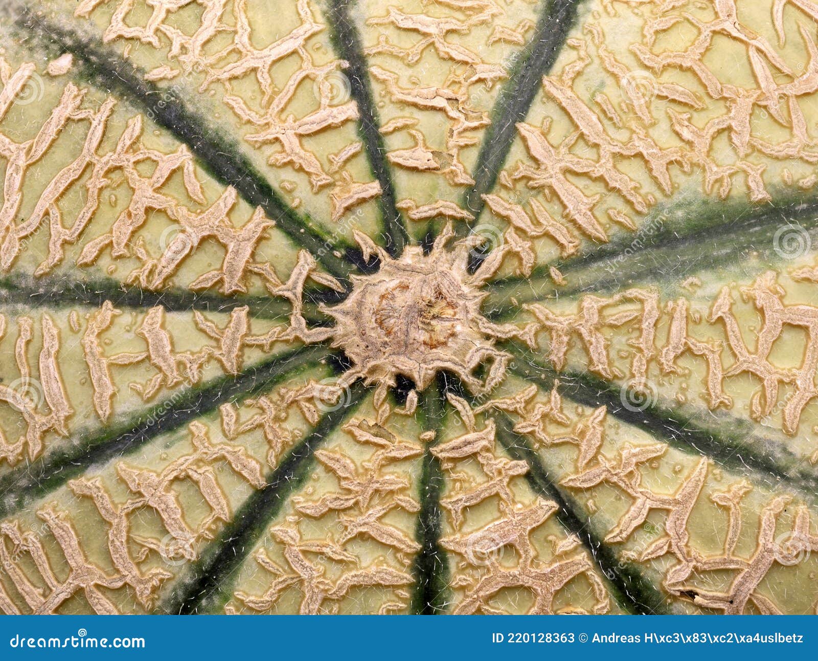 Cantaloupe Melon Peel Texture, Top View Macro Shot Surface Stock Image ...