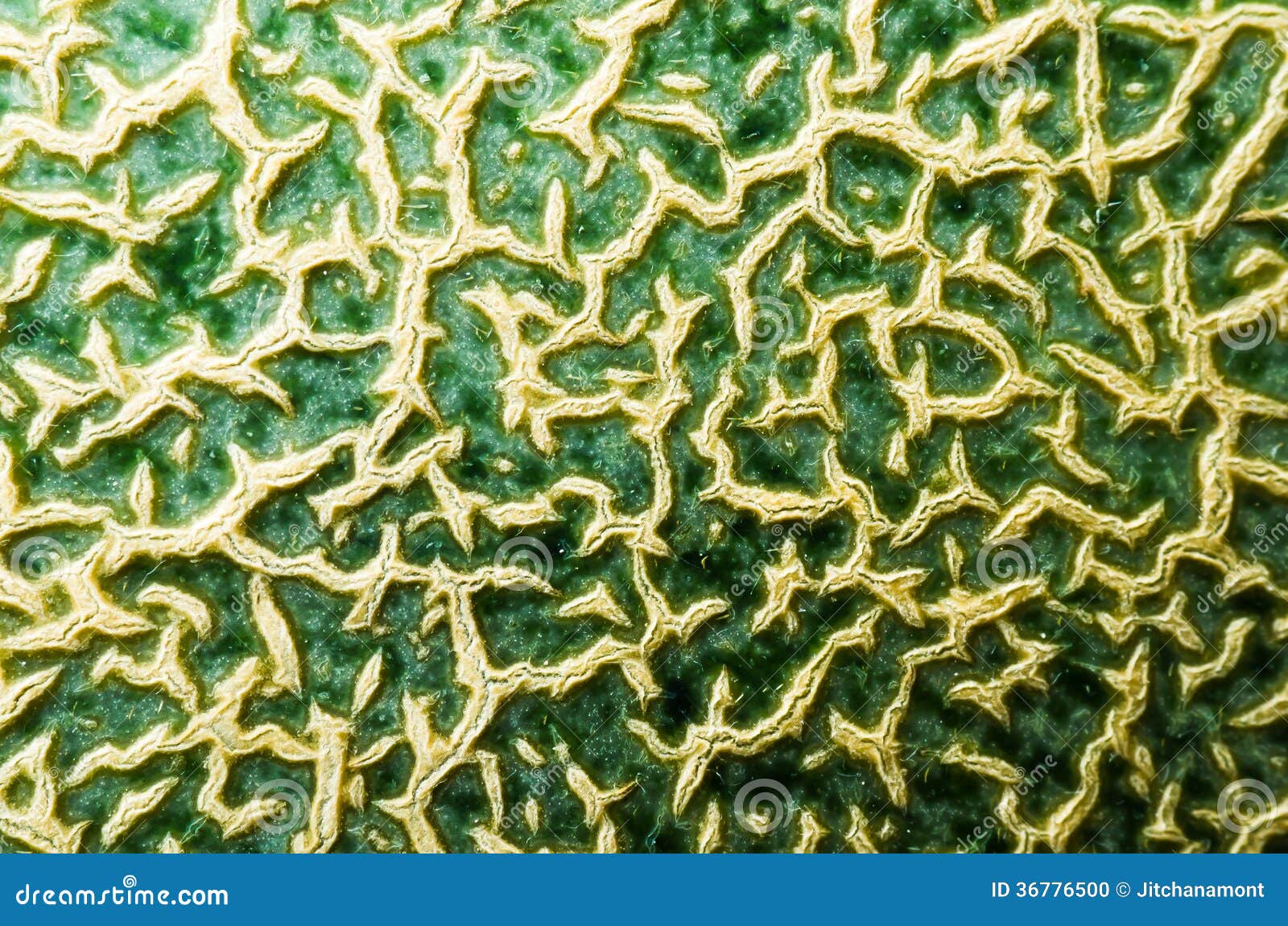 Melon Skin Texture Royalty-Free Stock Image | CartoonDealer.com #68236810