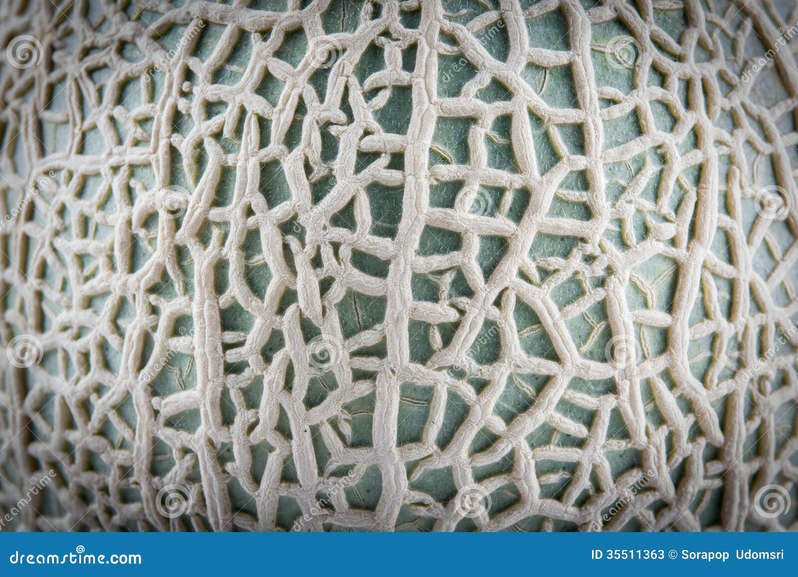 Melon Texture Royalty-Free Stock Photo | CartoonDealer.com #42473247