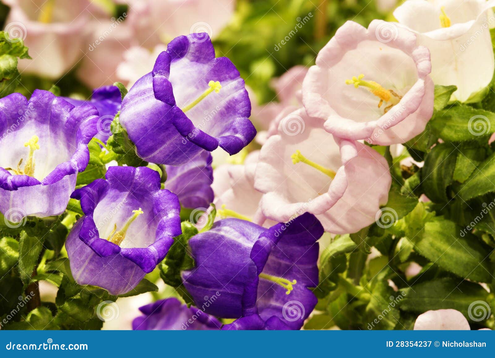 Canterbury-bells stock image. Image of campanulaceae - 28354237