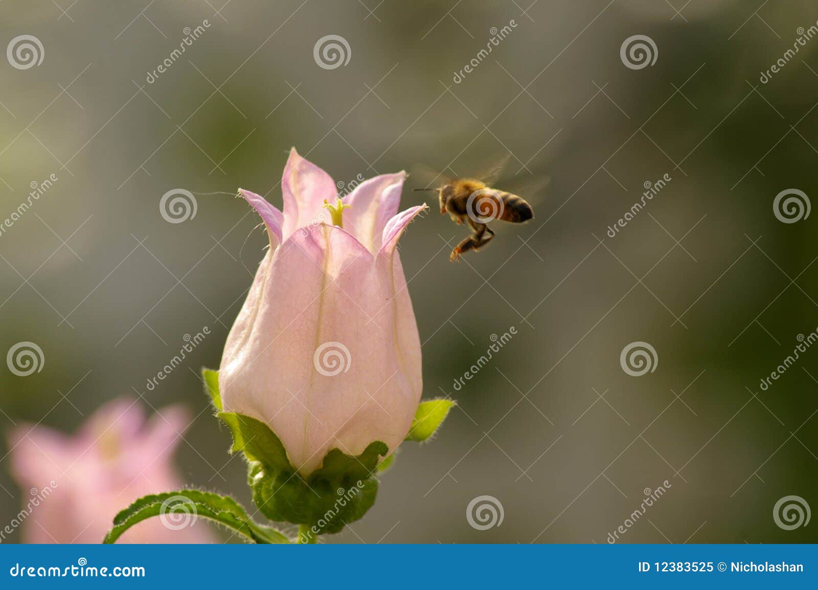 Canterbury-bells with a Bee Stock Image - Image of pollen, bellflower ...