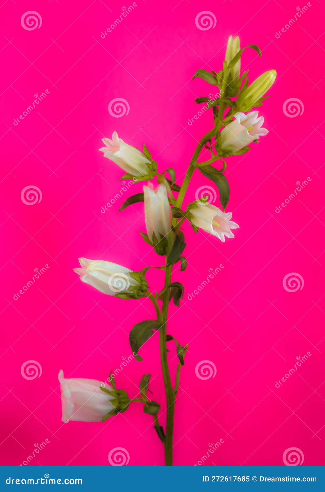 Canterbury Bells . Multiple Blooms on a Single Stem Stock Image - Image ...