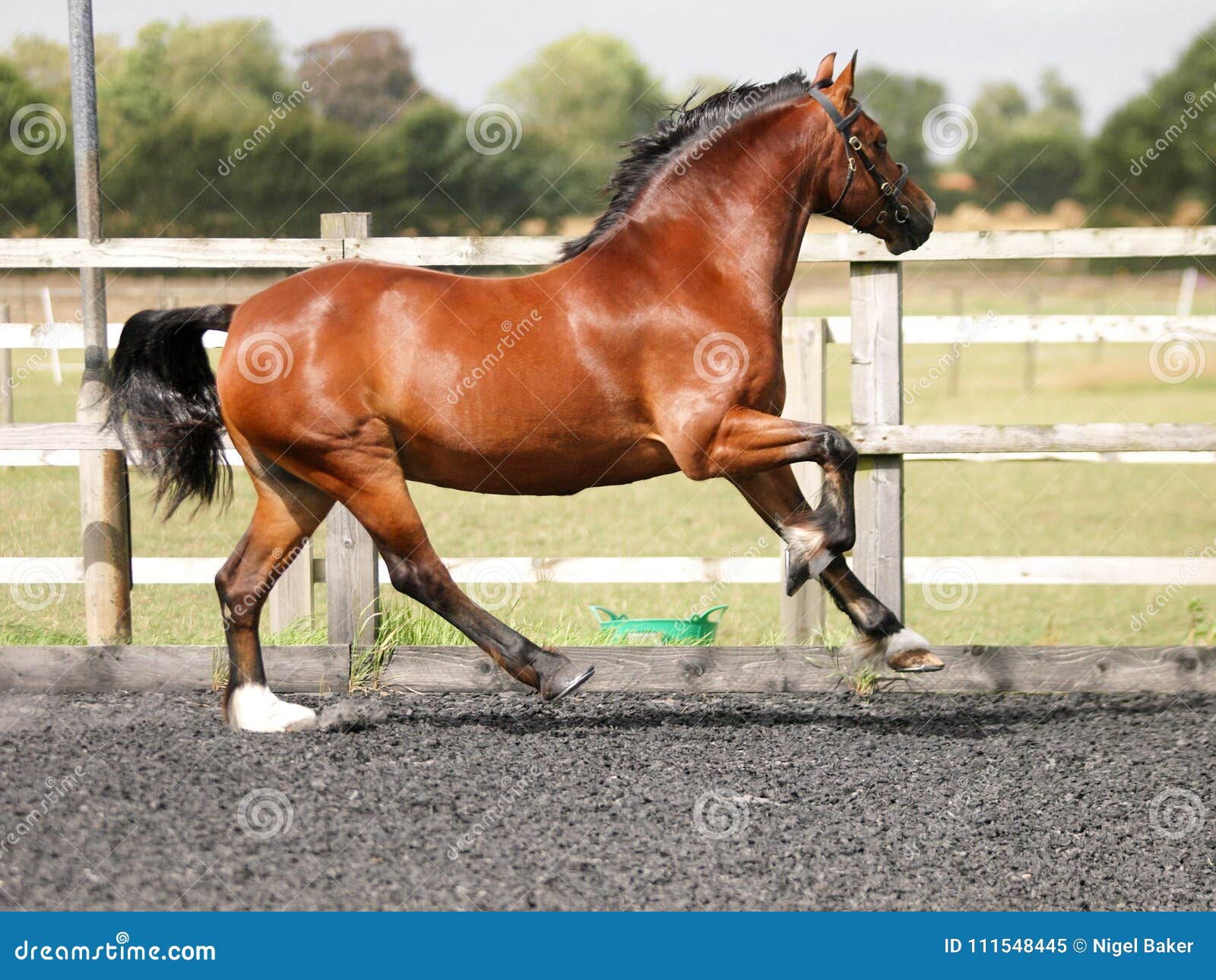 Cantering Horse stock image. Image of roll, canter, black - 111548445