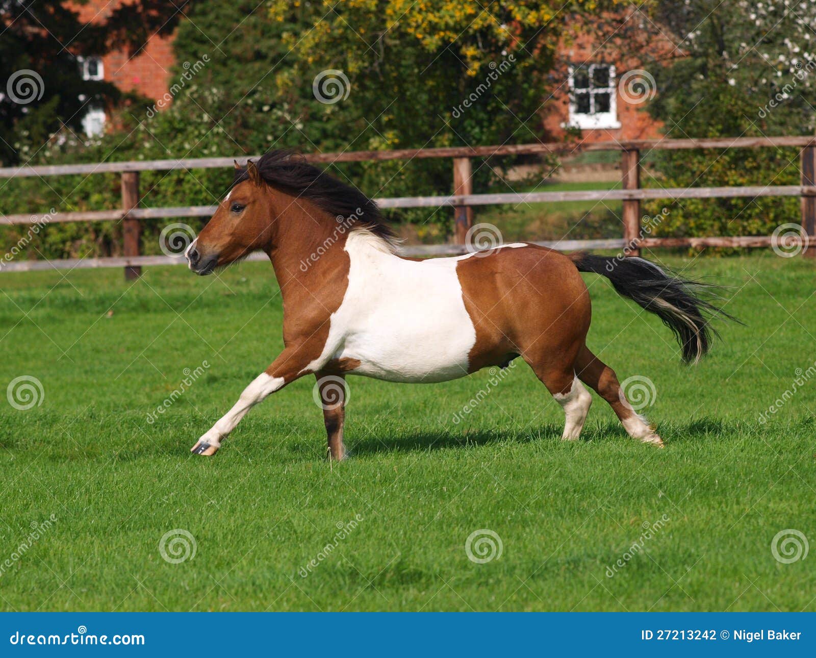 Cantering Pony stock photo. Image of paddock, meadow - 27213242
