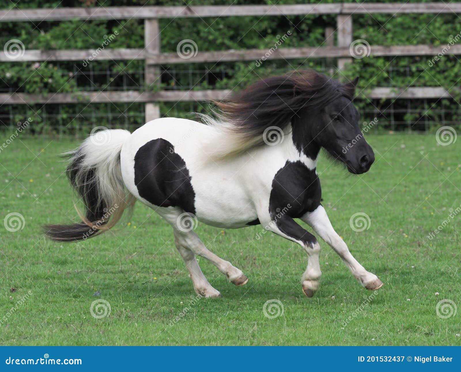 Cantering Pony stock image. Image of pony, moorland - 201532437