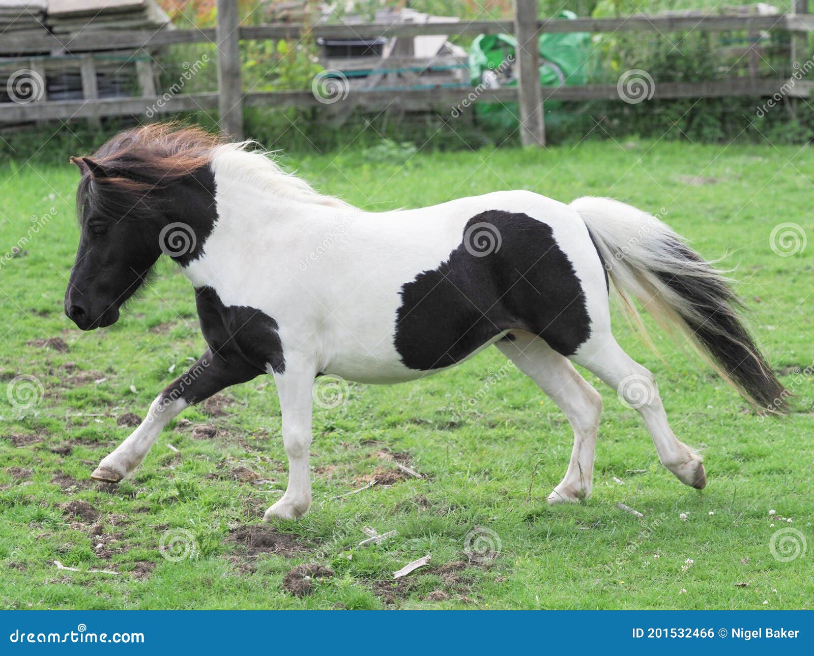 Cantering Pony stock photo. Image of native, piebald - 201532466