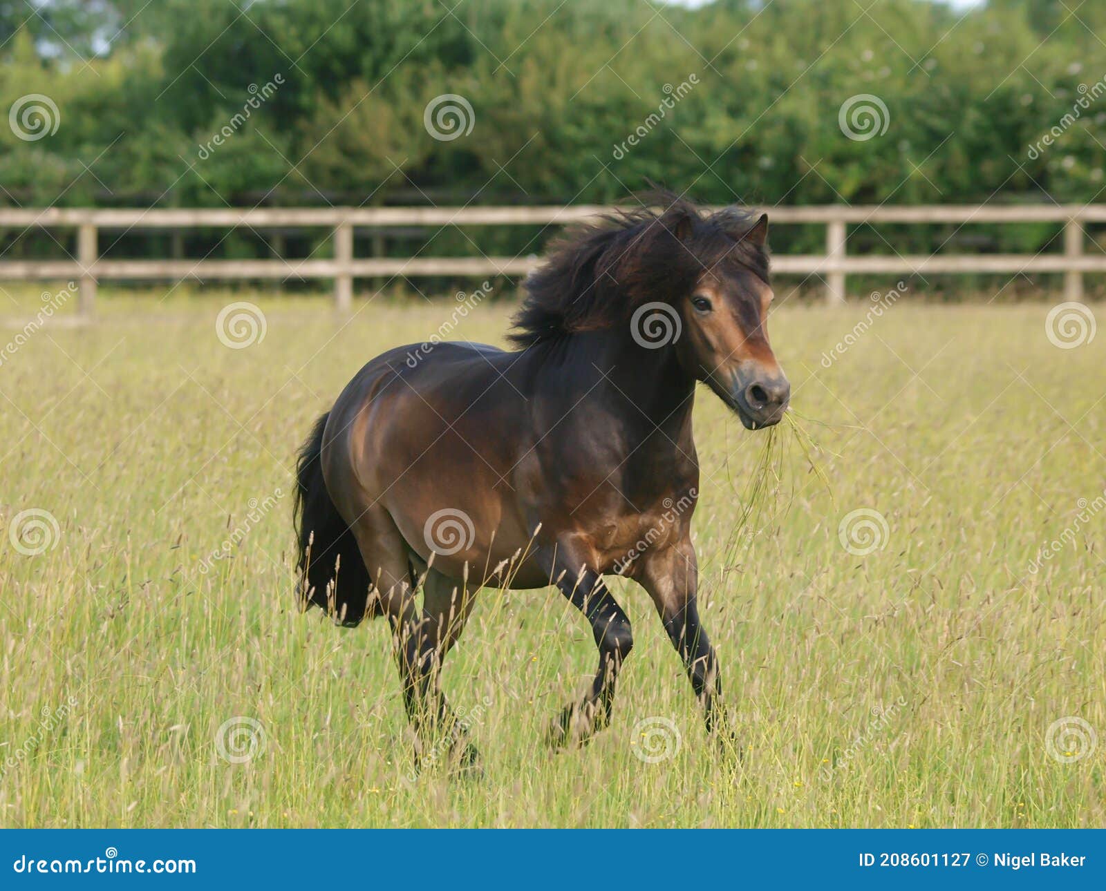 Cantering Pony stock image. Image of single, grazing - 208601127