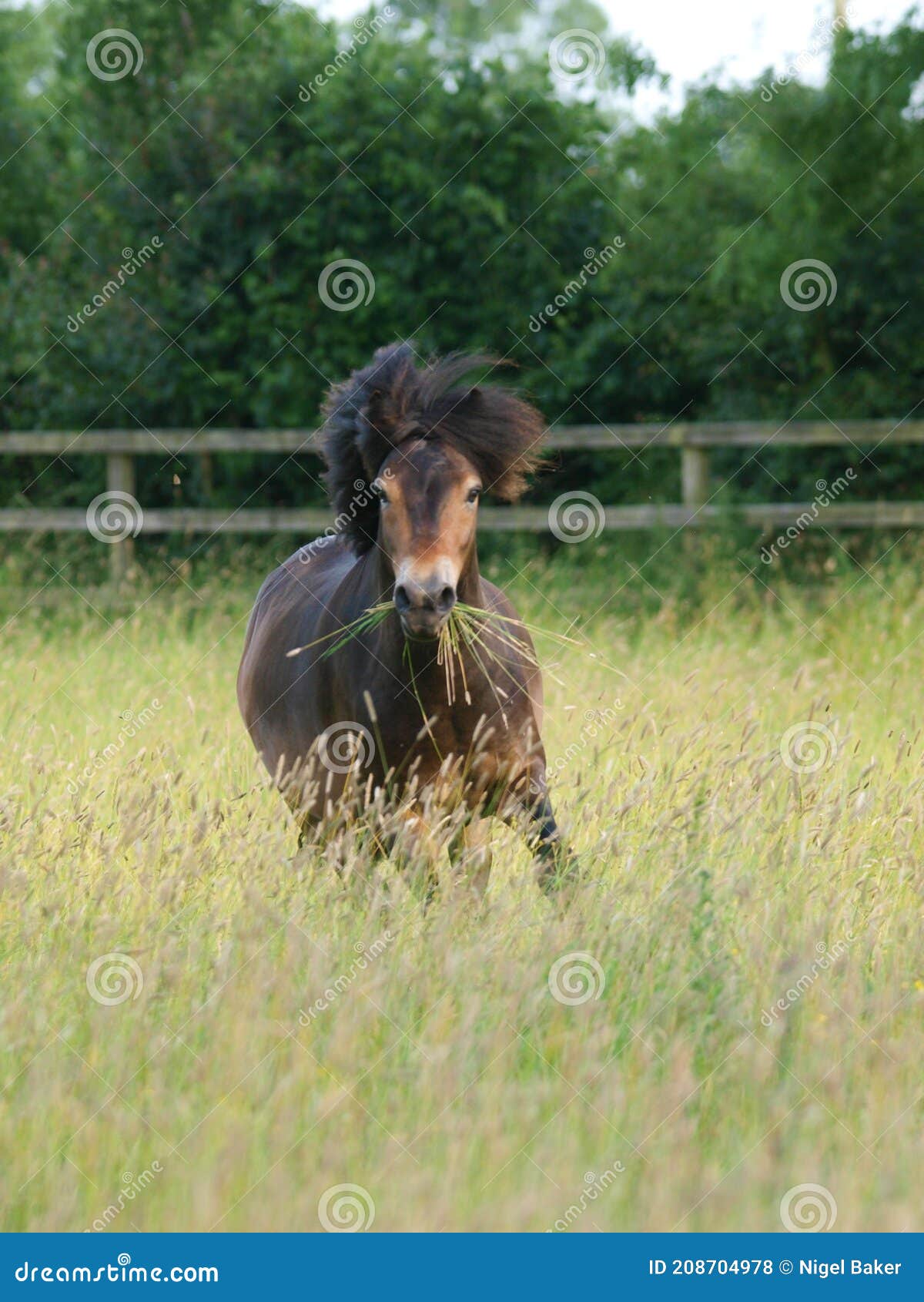 Cantering Pony stock photo. Image of pasture, canter - 208704978