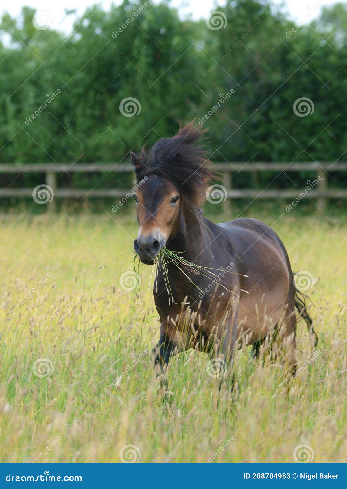 Cantering Pony stock image. Image of equestrian, grazing - 208704983