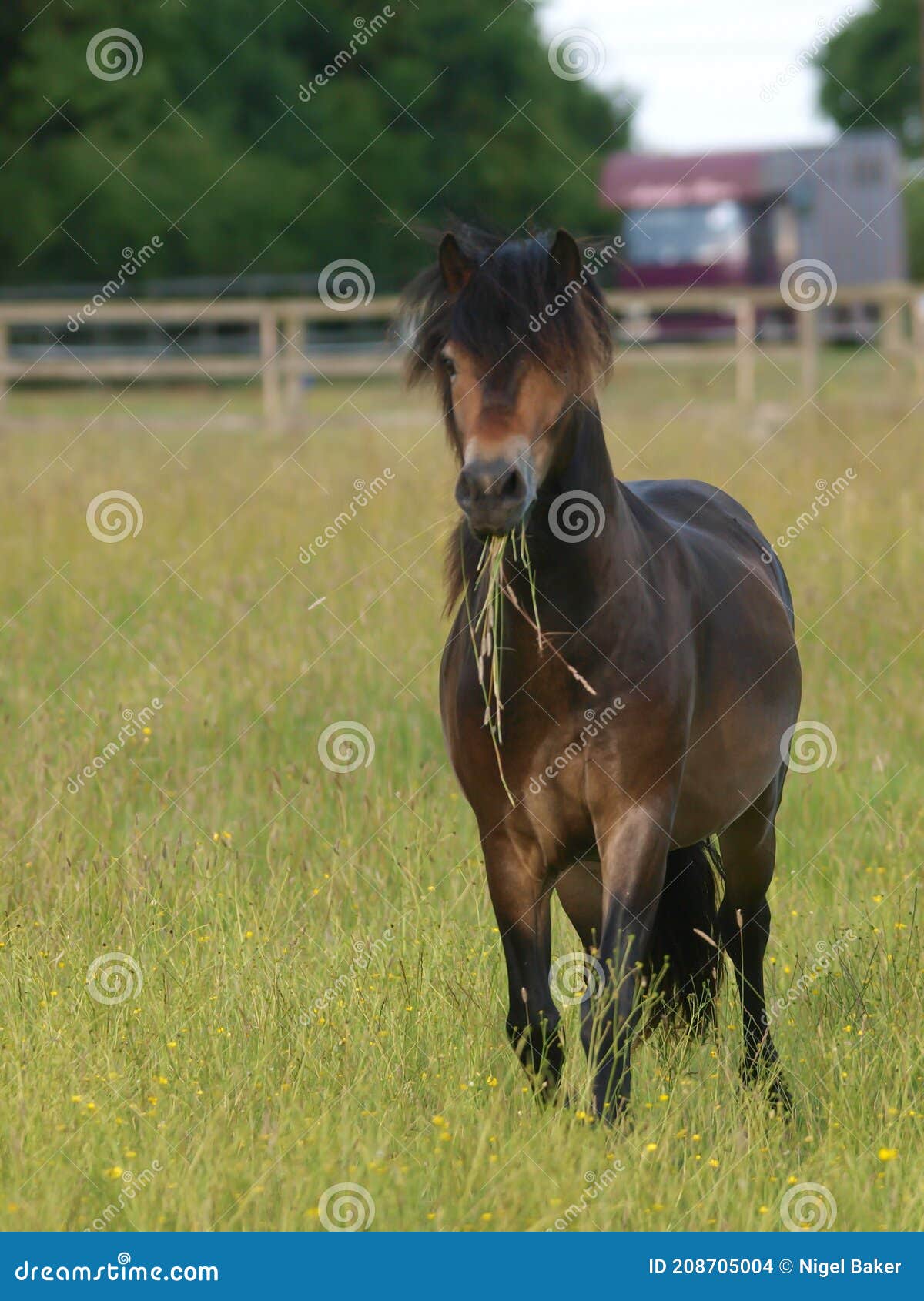 Cantering Pony stock photo. Image of meadow, freedom - 208705004