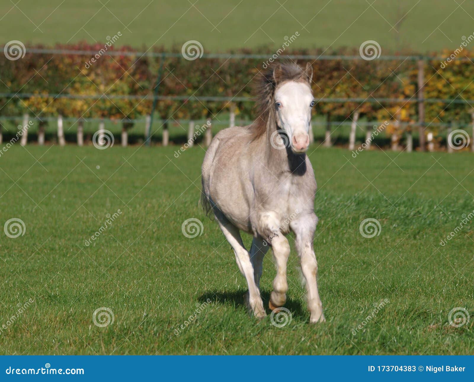 Cantering Young Pony stock image. Image of animal, wall - 173704383