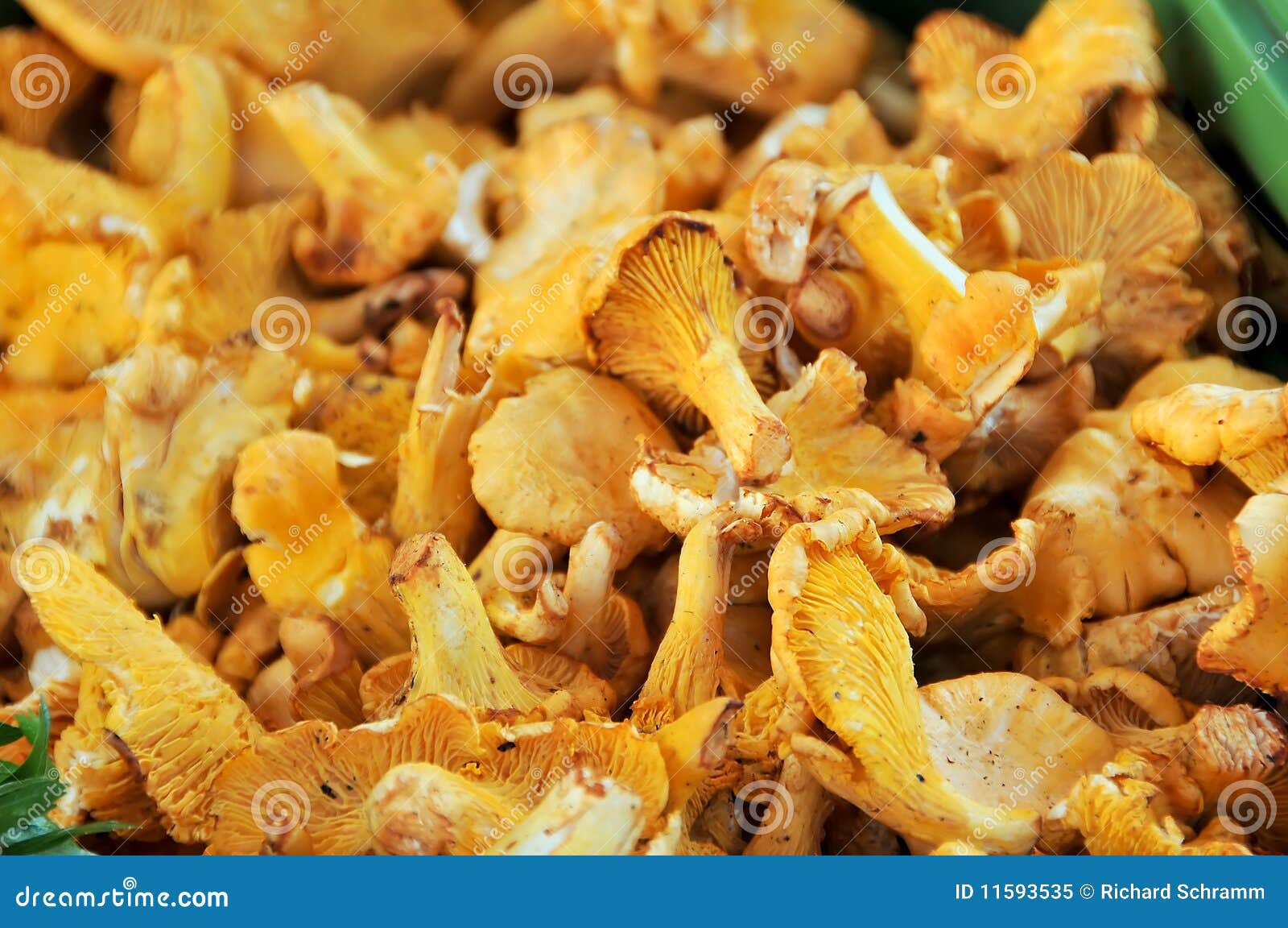 Cantharellen stock afbeelding. Image of paddestoel, vers - 11593535