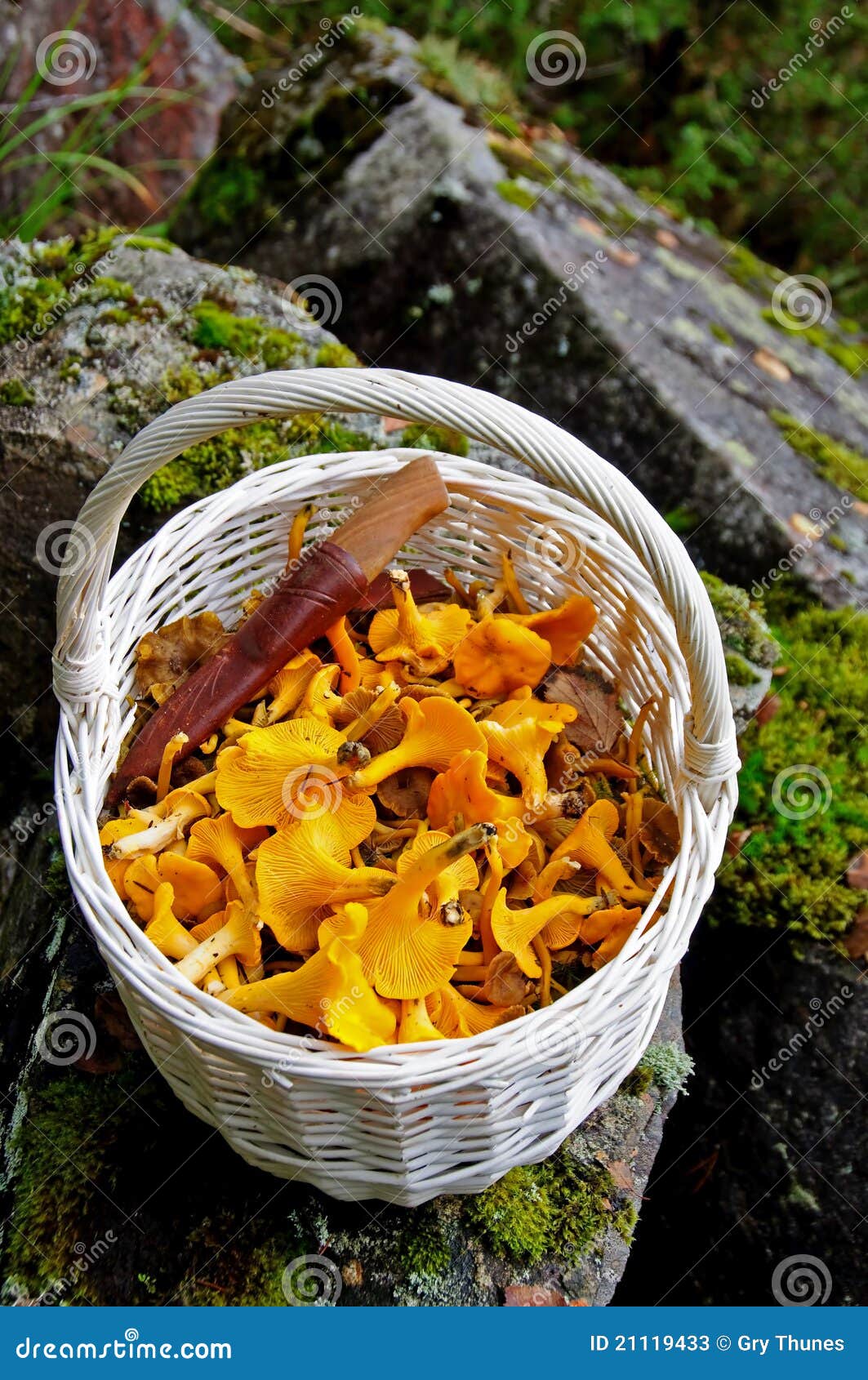 Cantharellen in een mand stock afbeelding. Image of vers - 21119433