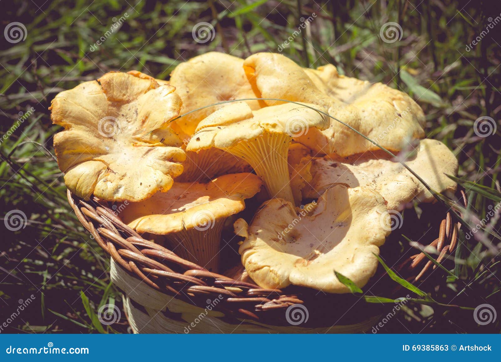 Cantharellen Op Het Retro Gras Stock Afbeelding - Image of zomer ...