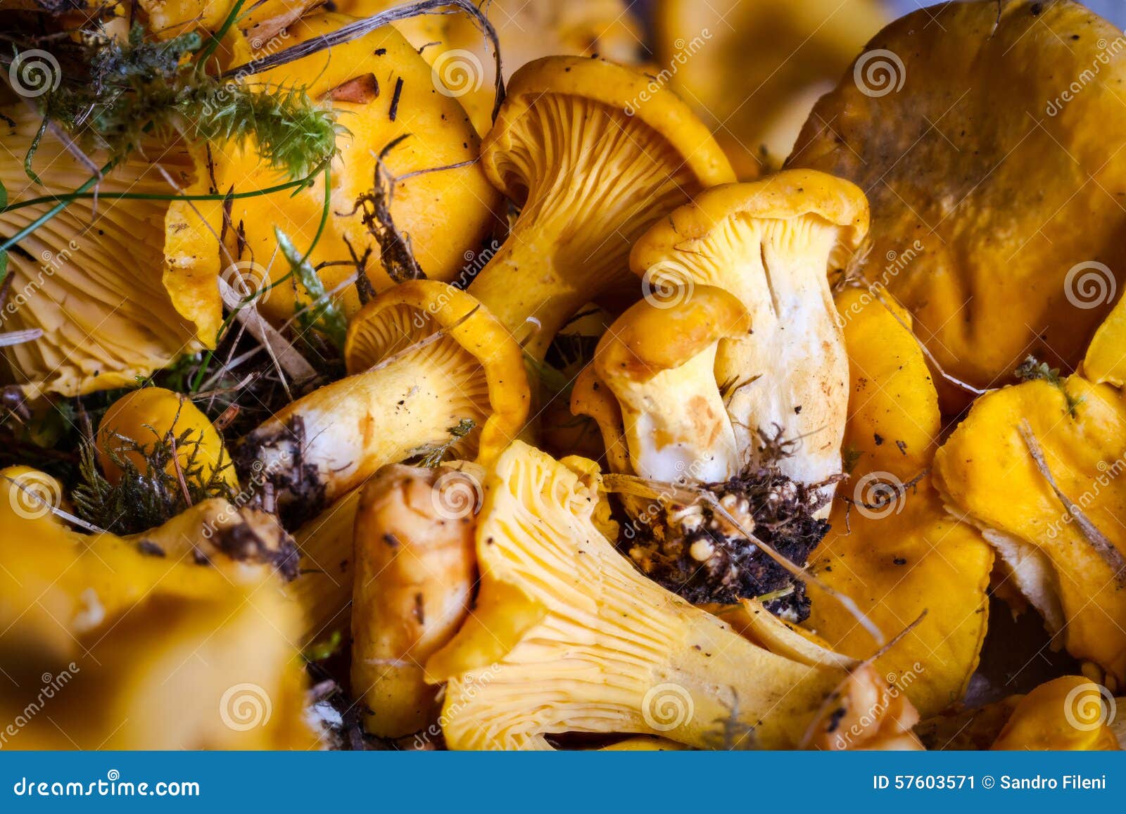 Cantharellus/Finferli, Feinschmeckerische Essbare Pilze Stockbild ...