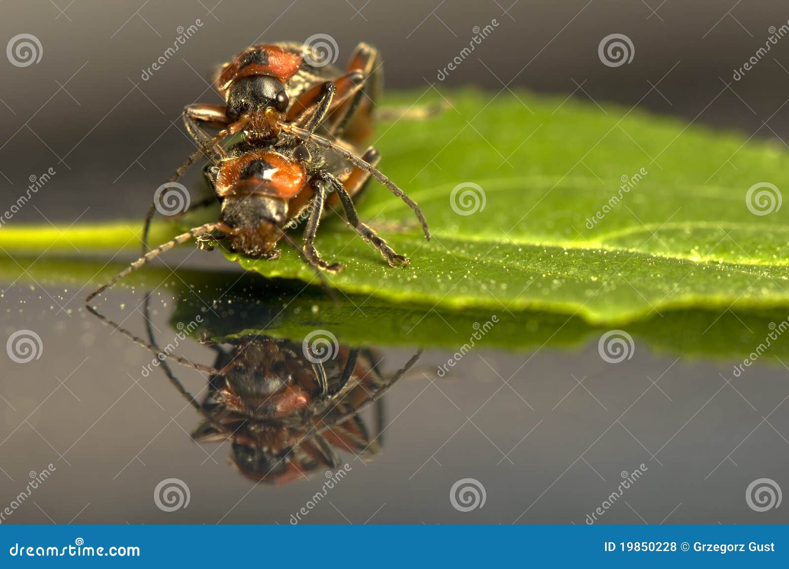 Cantharidae stock photo. Image of coleoptera, nature - 19850228