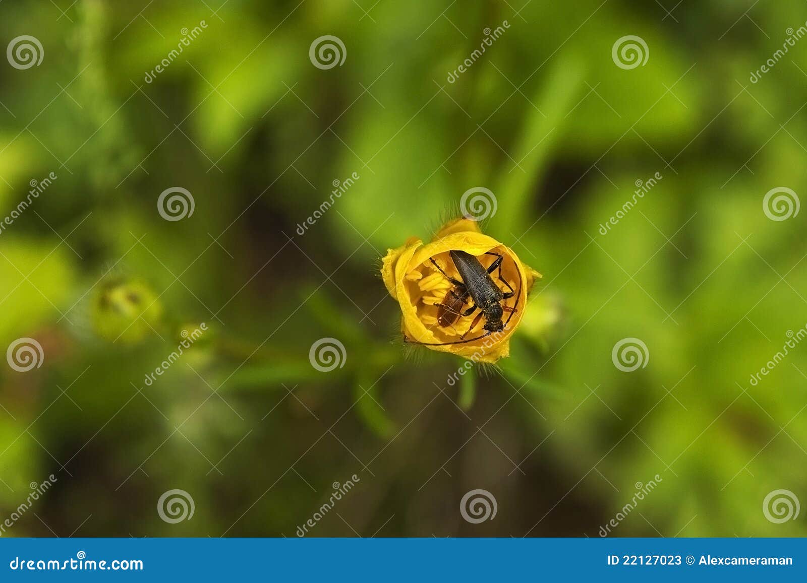 Cantharides stock image. Image of insects, beetles, bugs - 22127023