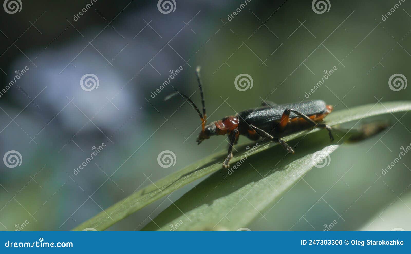 Cantharis Fusca Bug on Green Grass Stock Photo - Image of nature, macro ...