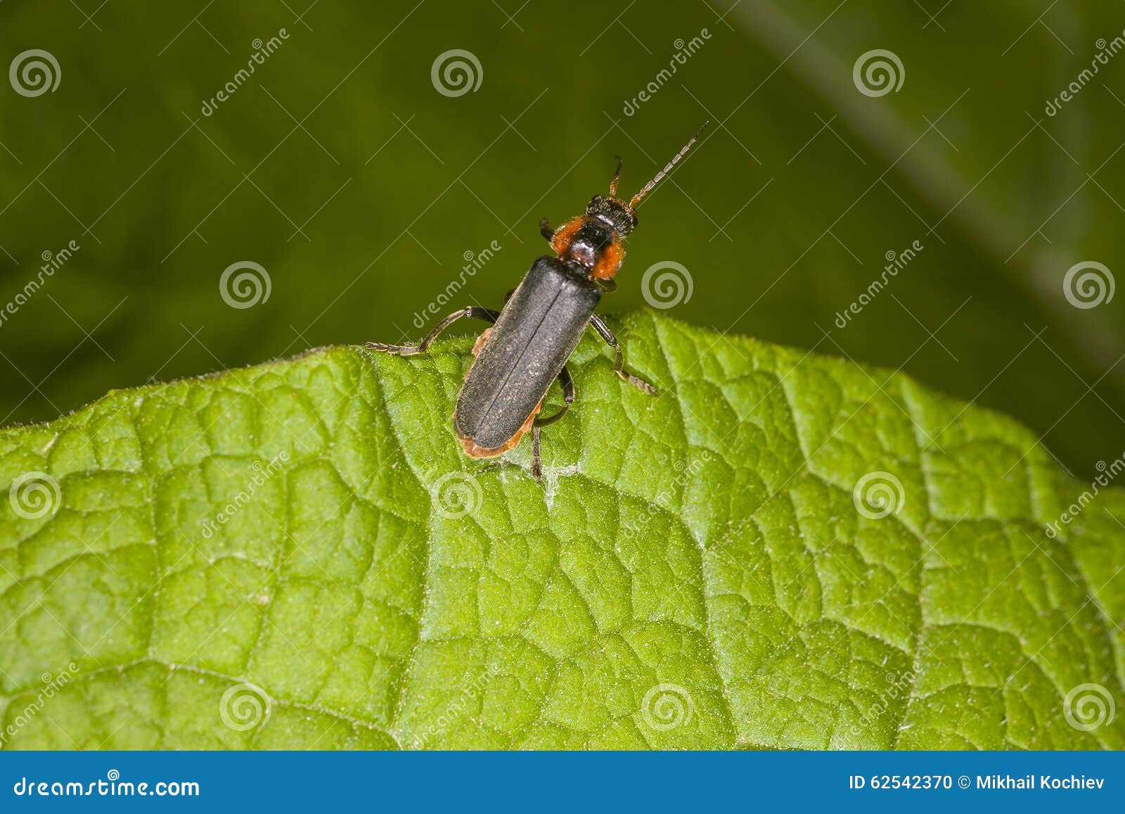 Cantharis Fusca on the Green Leaf Stock Photo - Image of black, 1758: ...