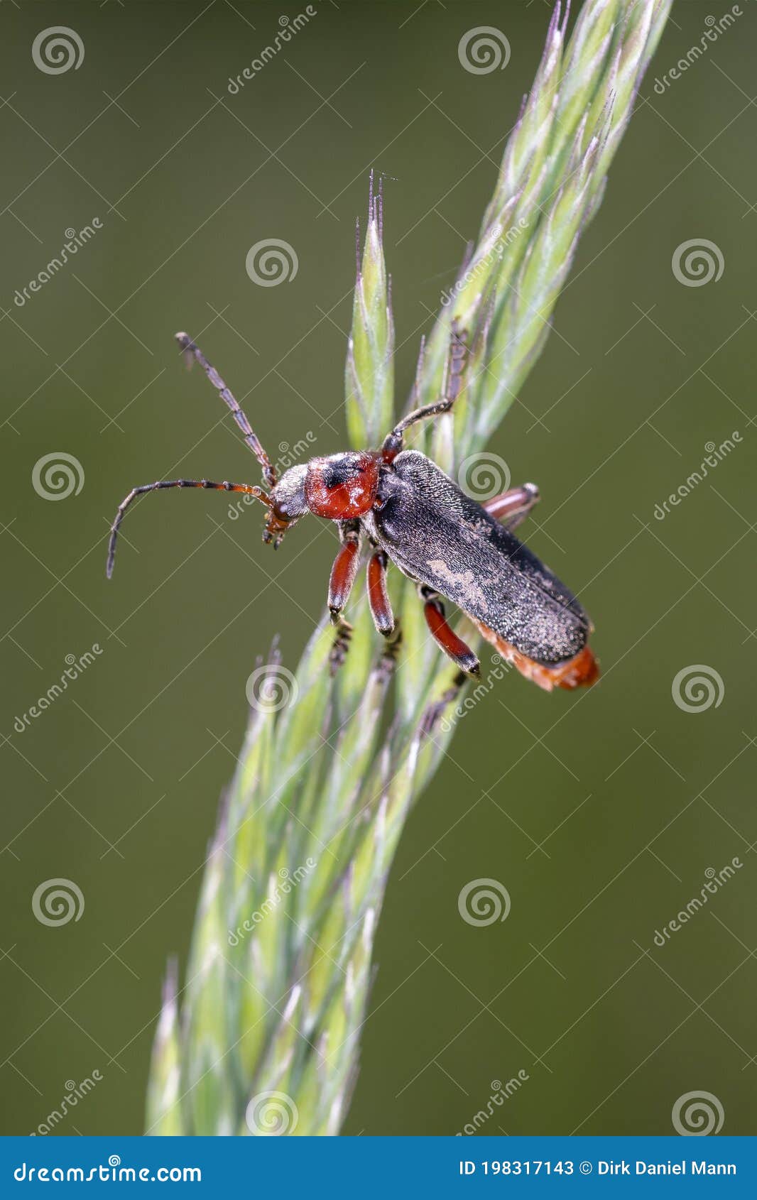 Cantharis Rustica - Leatherwing or Soldier Beetle.resting on Blade of ...
