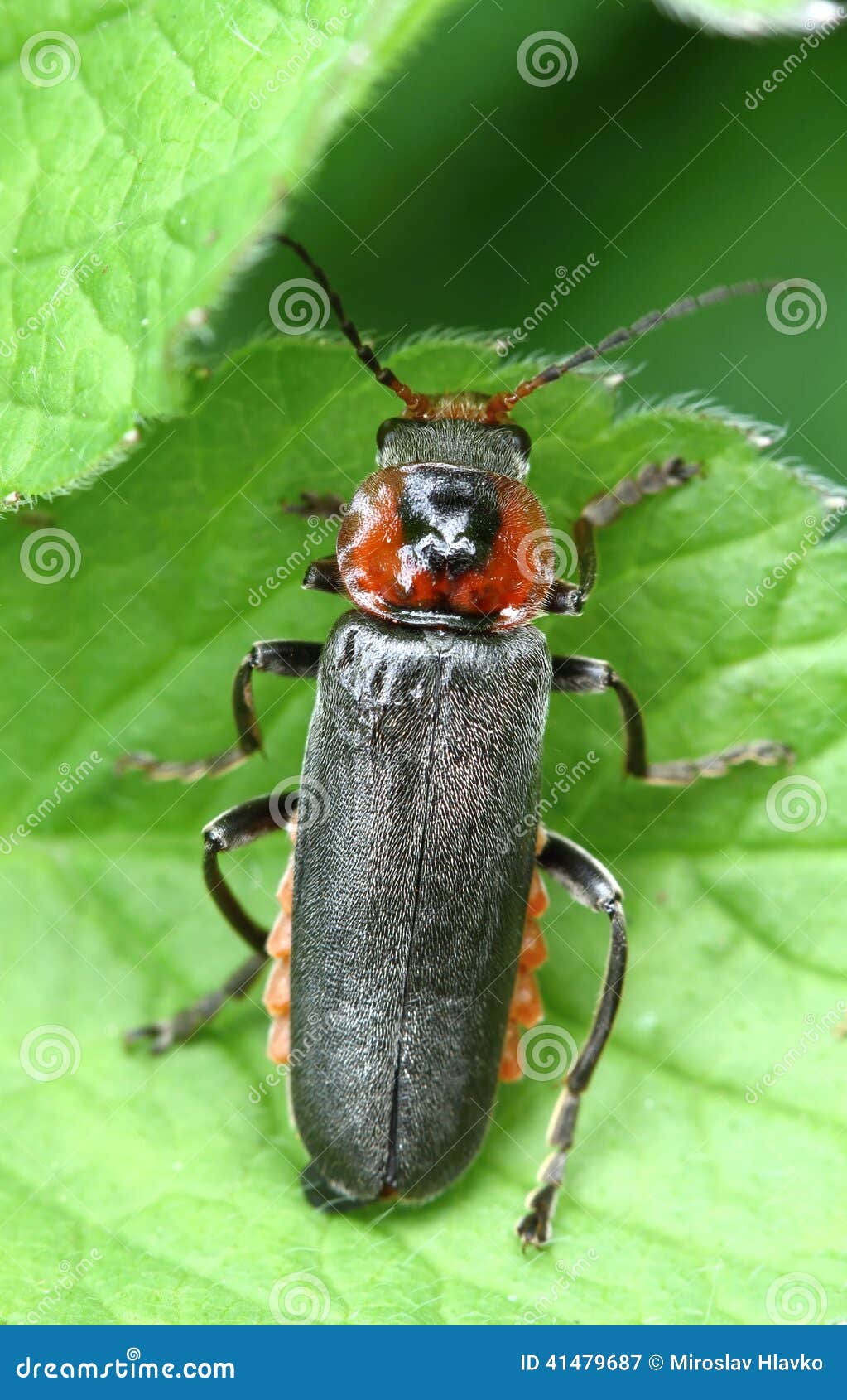 Cantharis rustica stock image. Image of leaf, beetle - 41479687