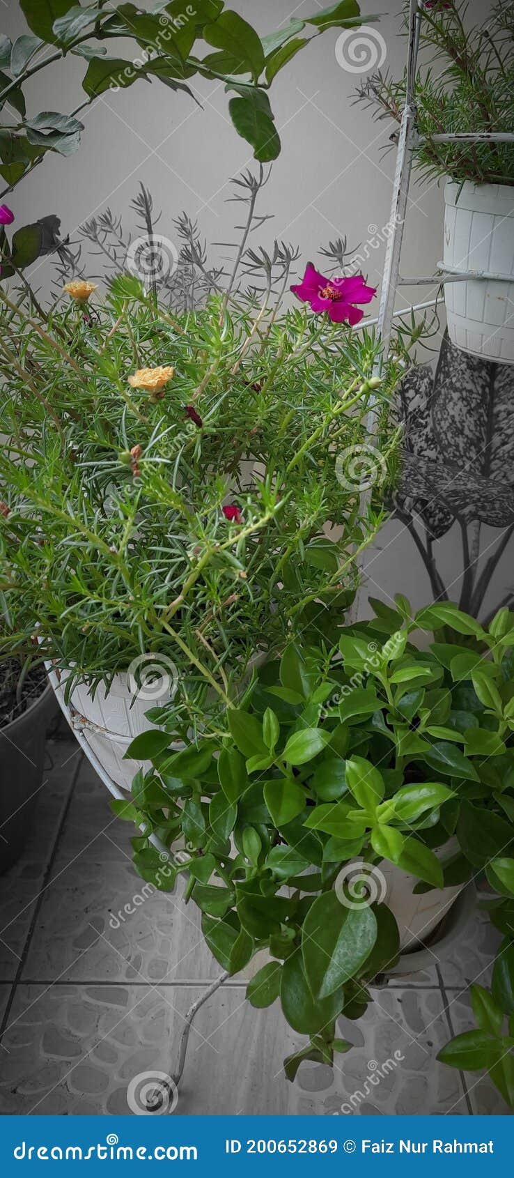 Cantik Manis Flowers stock image. Image of garden, leaf - 200652869