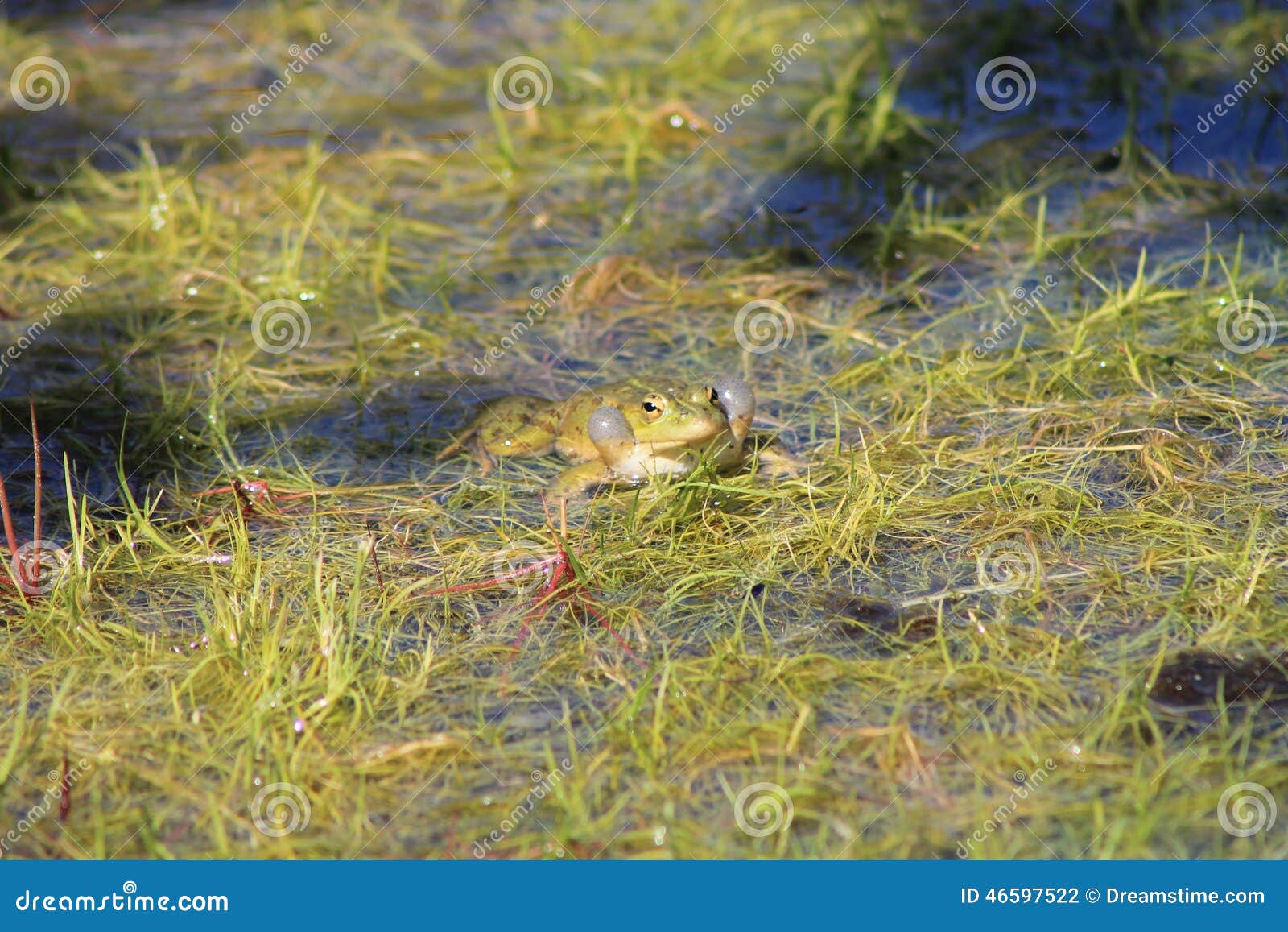 Canto de la rana foto de archivo. Imagen de animal, bosque - 46597522