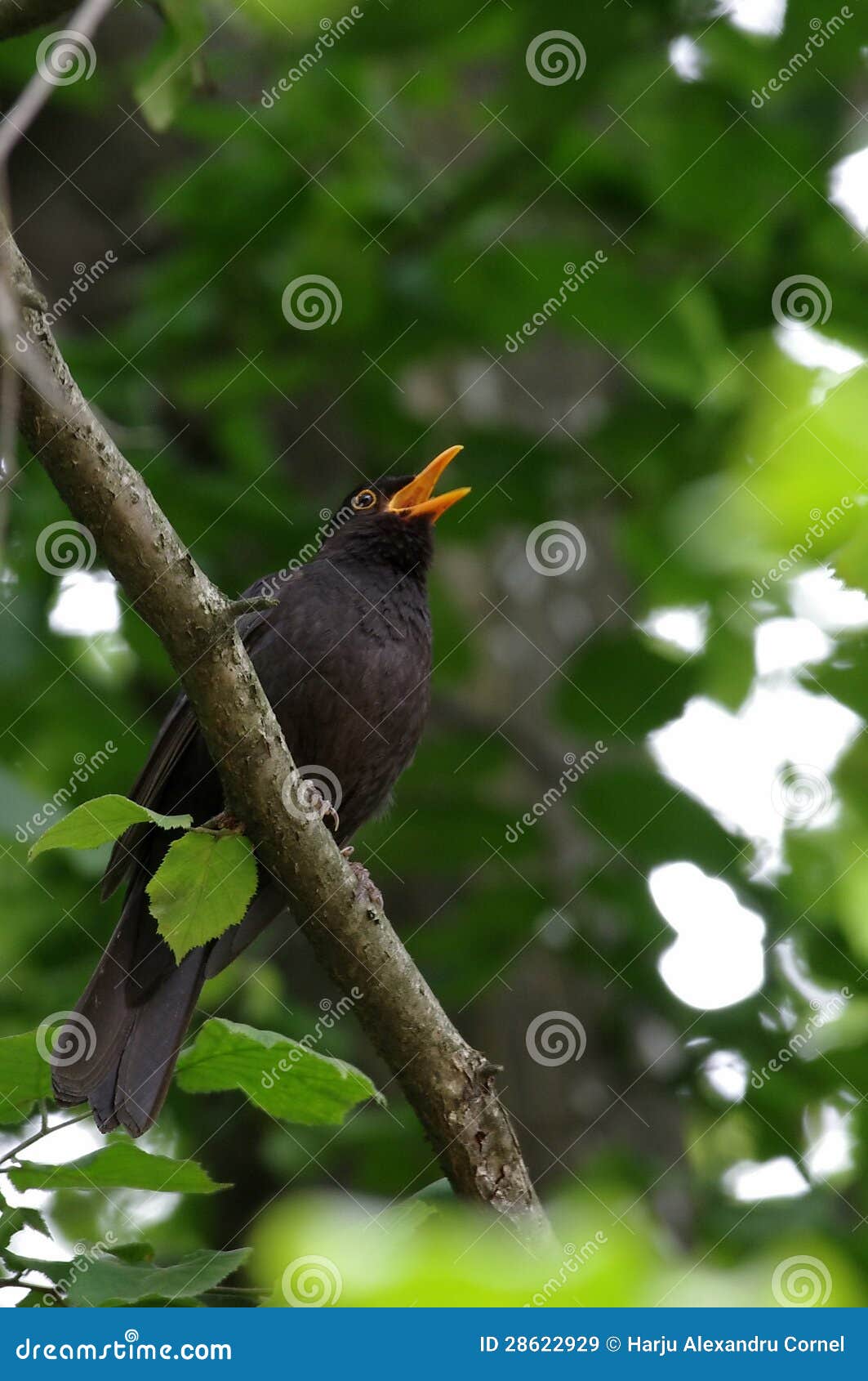 Canto del merlo immagine stock. Immagine di animale, nave - 28622929