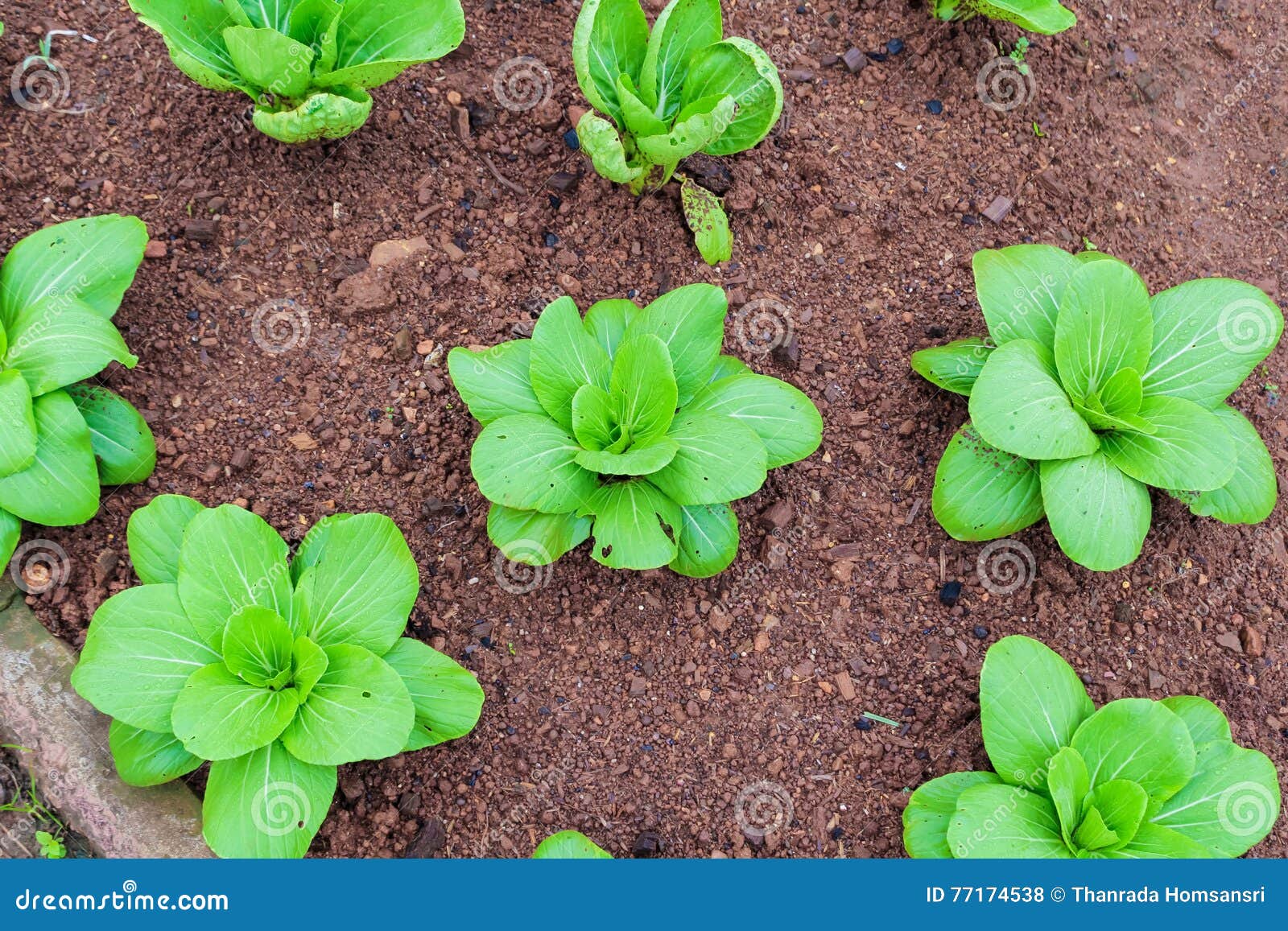 Canton vegetable stock photo. Image of growing, flower - 77174538