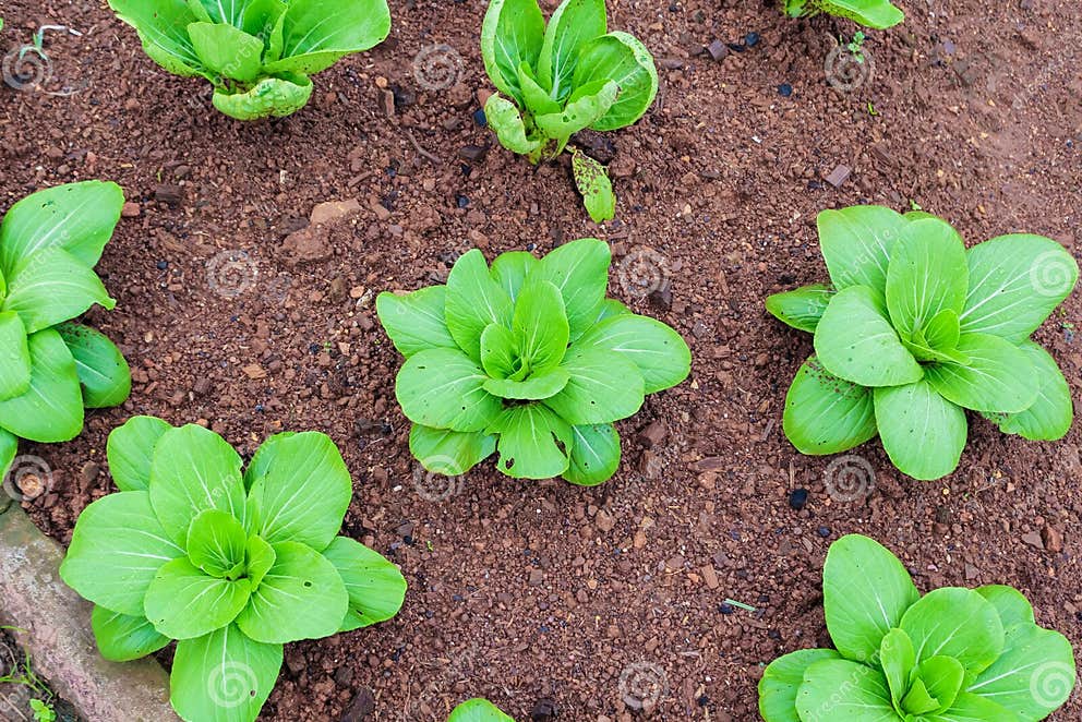 Canton vegetable stock photo. Image of growing, flower - 77174538