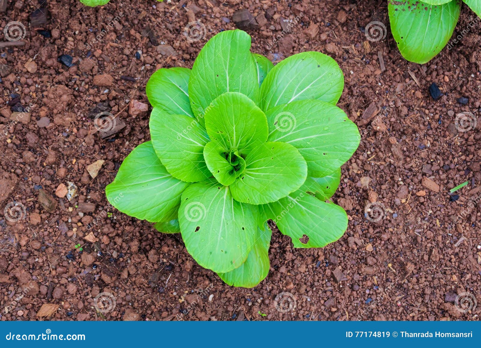Canton vegetable stock image. Image of cantonese, growing - 77174819