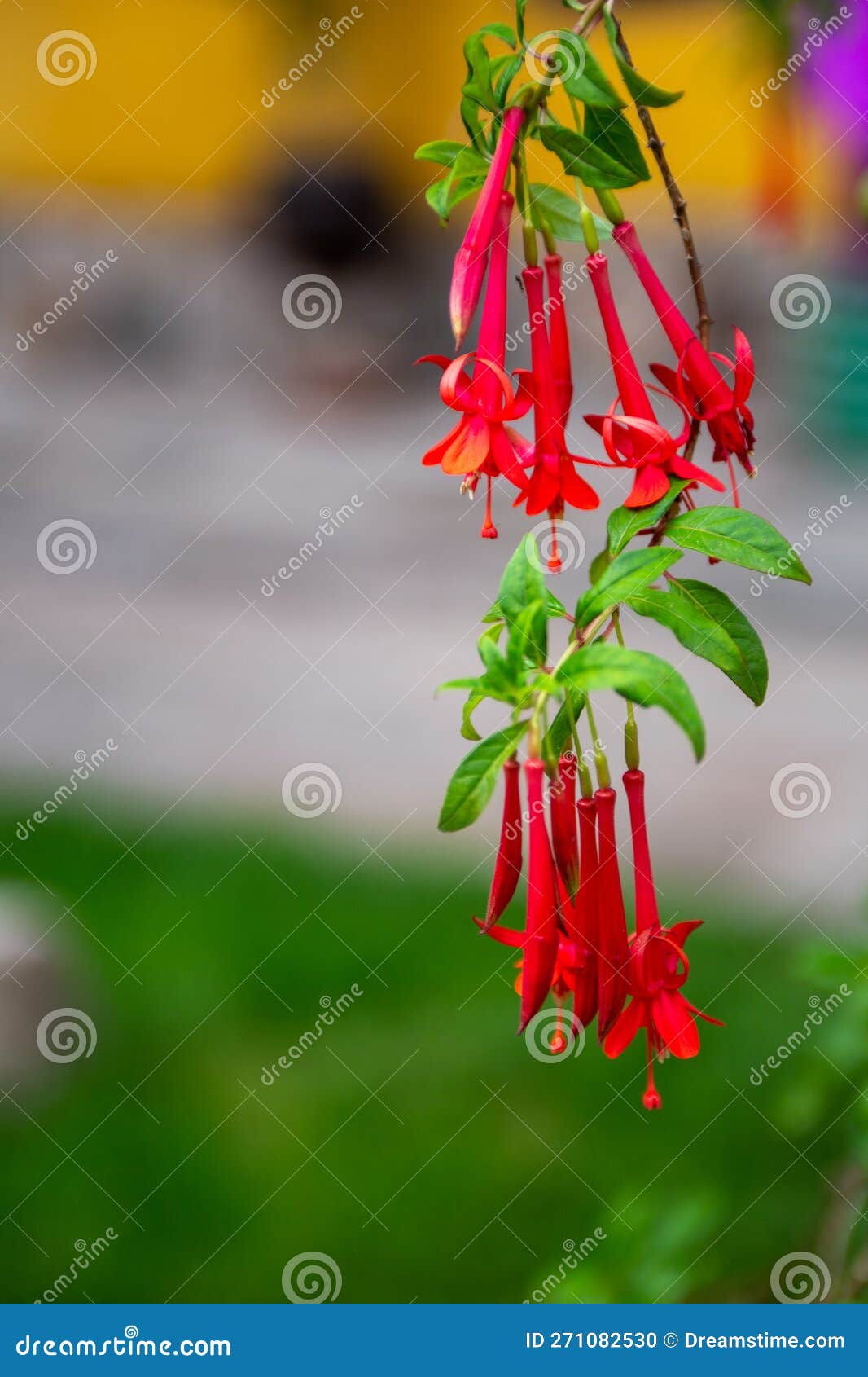 The Cantua is the National Flower of Peru Stock Photo - Image of cantua ...