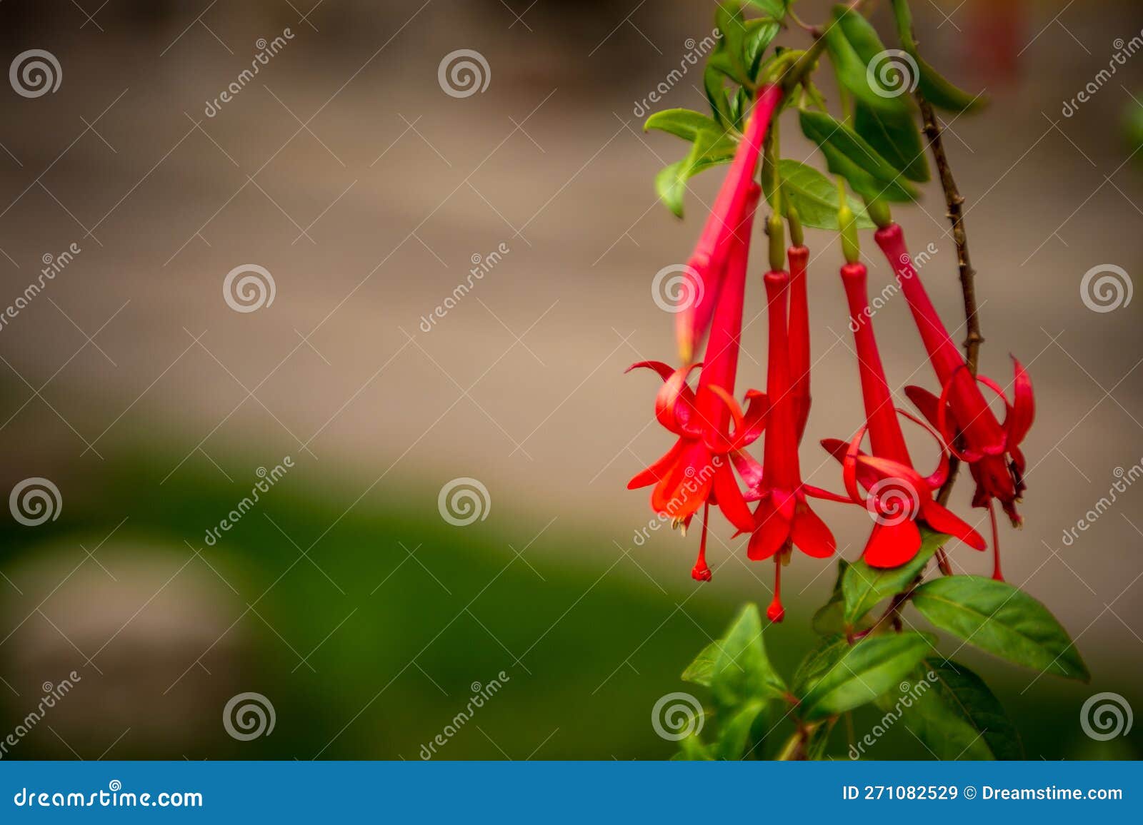 The Cantuta is the National Flower of Peru Stock Image - Image of ...