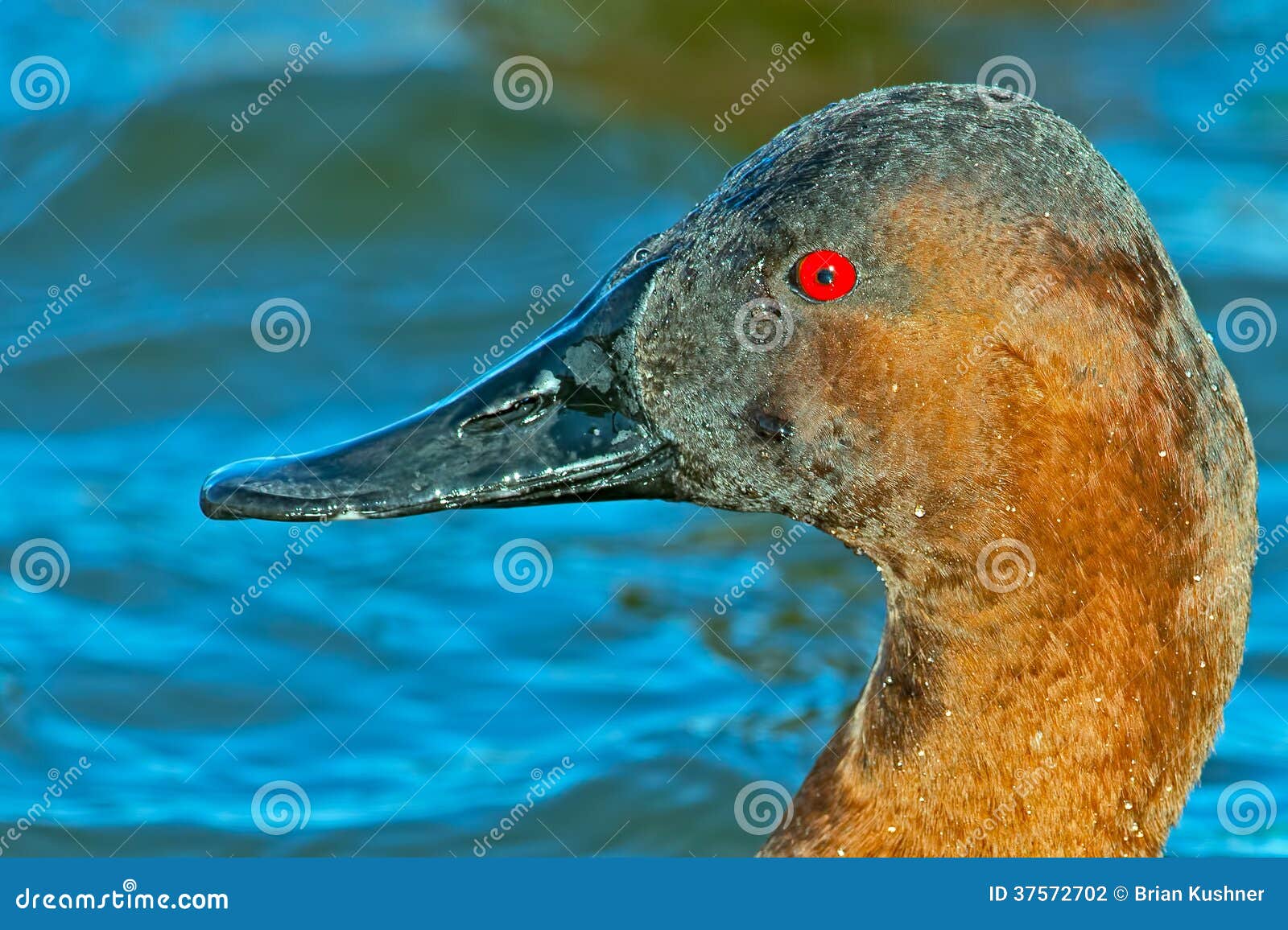Canvasback stock photo. Image of wildlife, bird, duck - 37572702