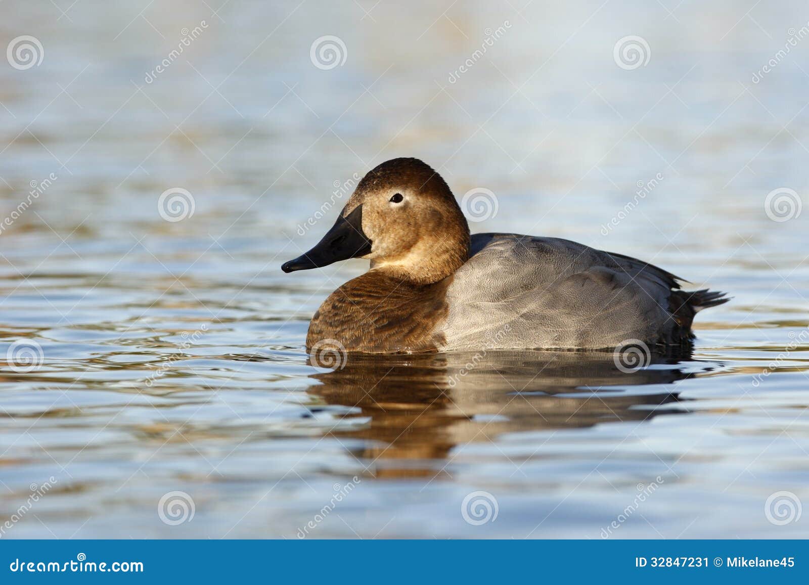 Hen Canvasback Duck