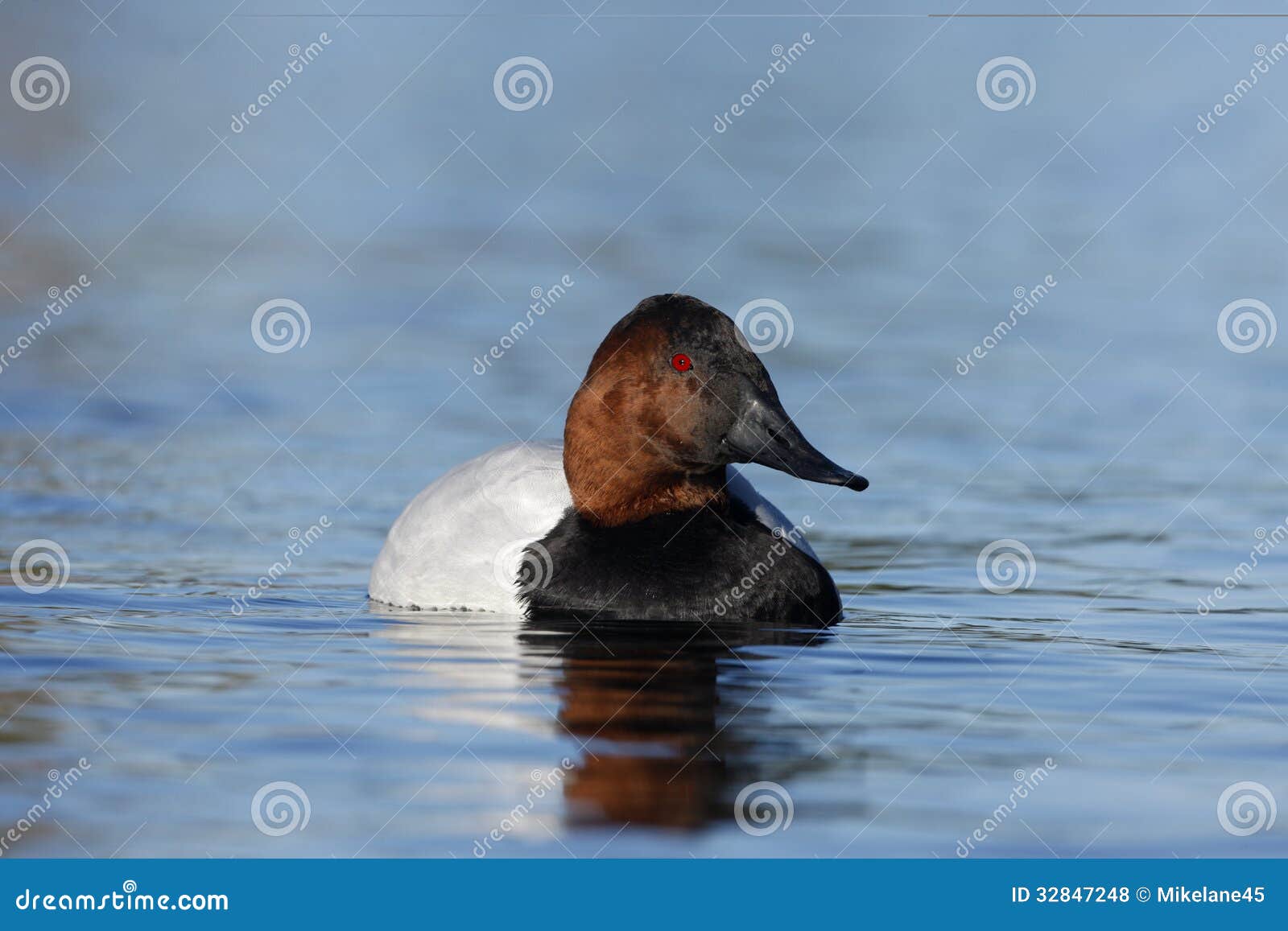 Canvasback, Aythya Valisineria Stock Photo - Image of lake, waterfowl ...