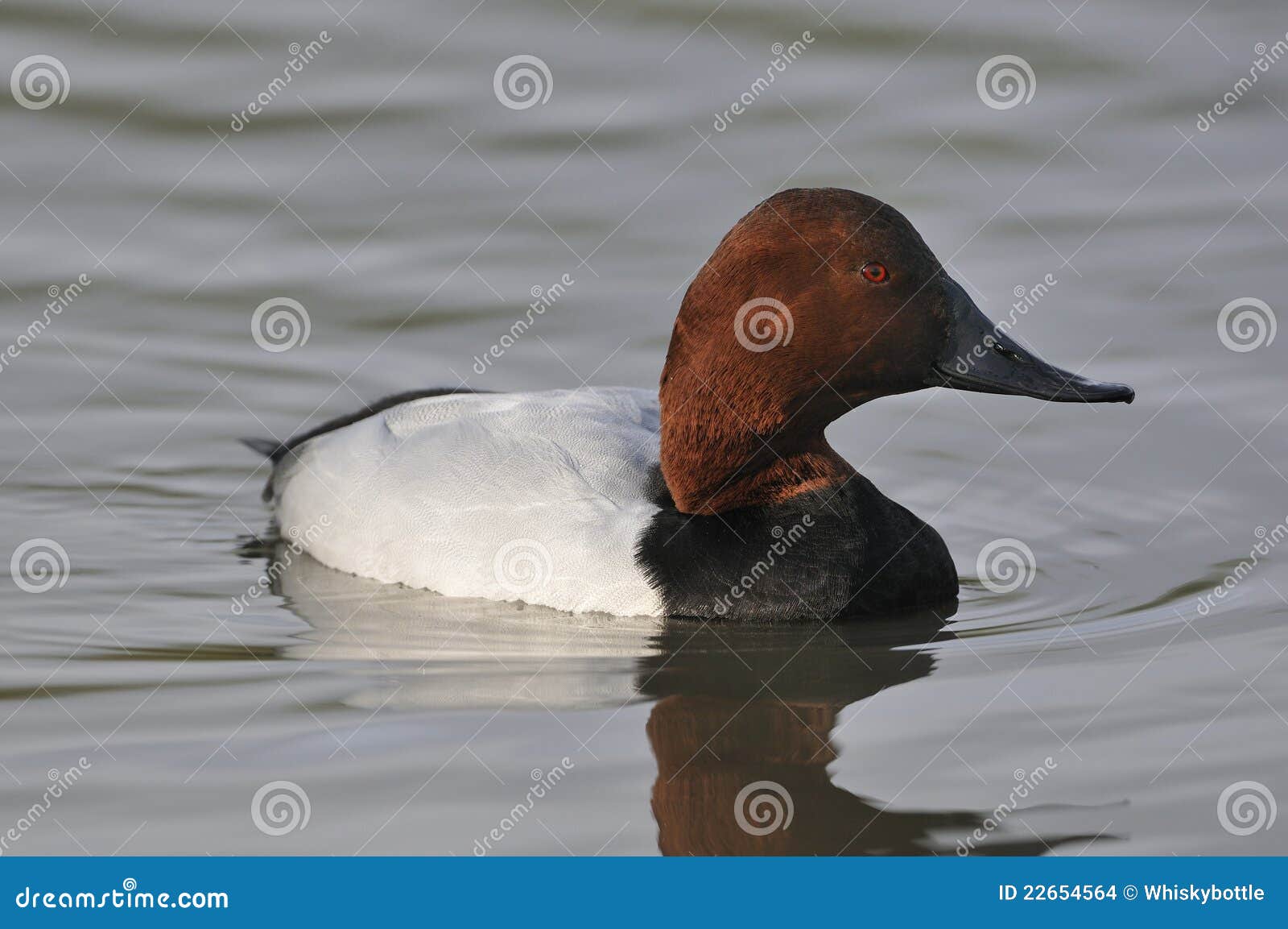 Canvasback Duck stock photo. Image of wildlife, american - 22654564