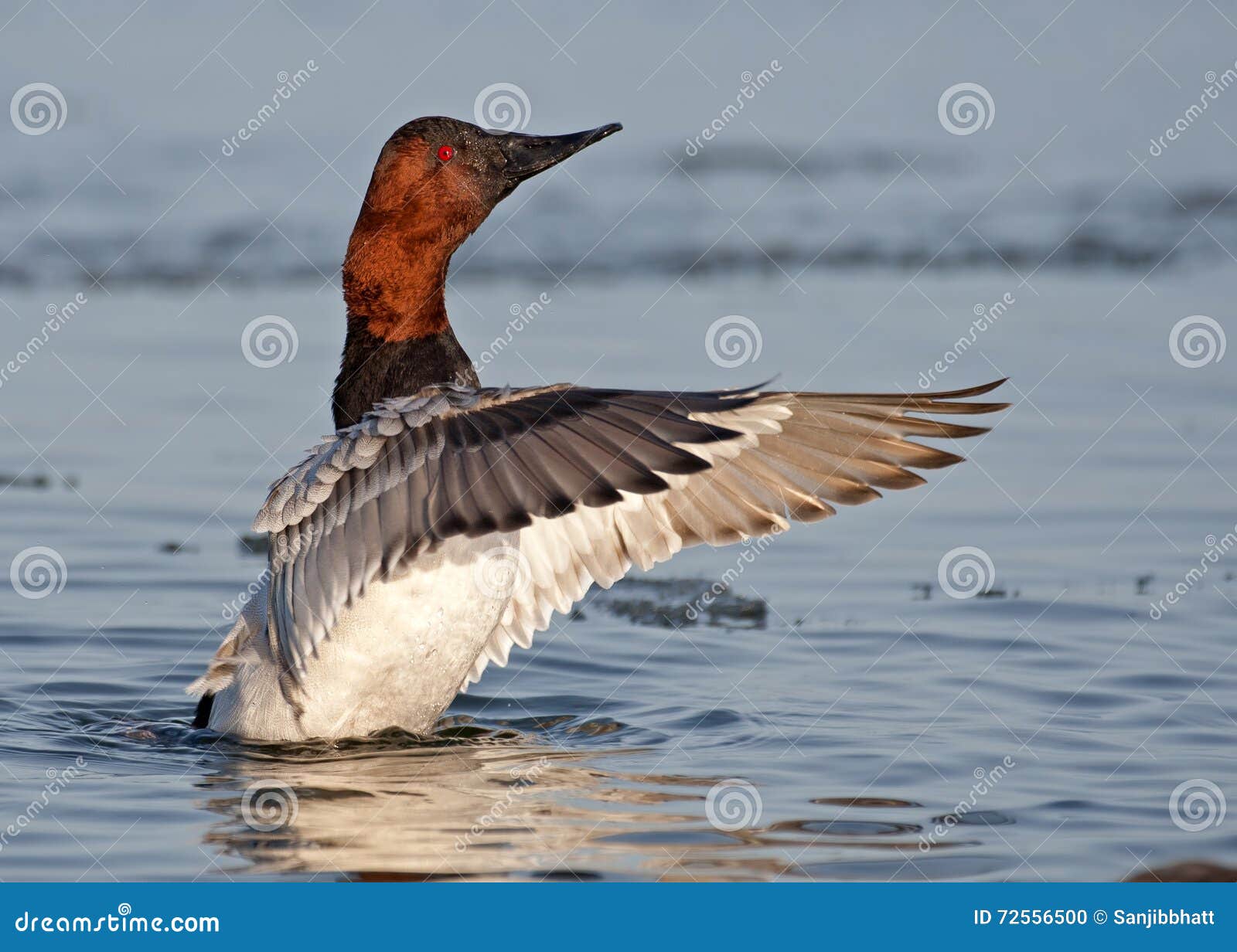 Canvasback stock photo. Image of action, flapping, fishing - 72556500