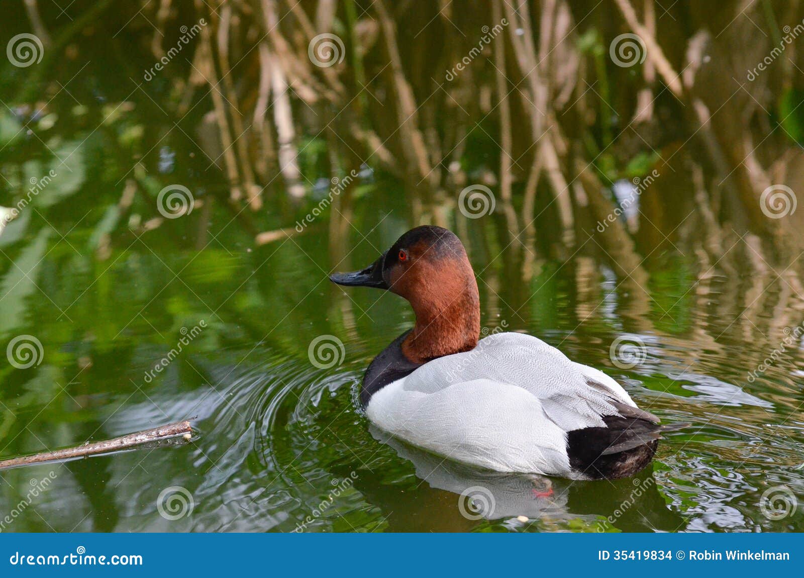 Canvasback duck2 stock photo. Image of bill, black, duck - 35419834