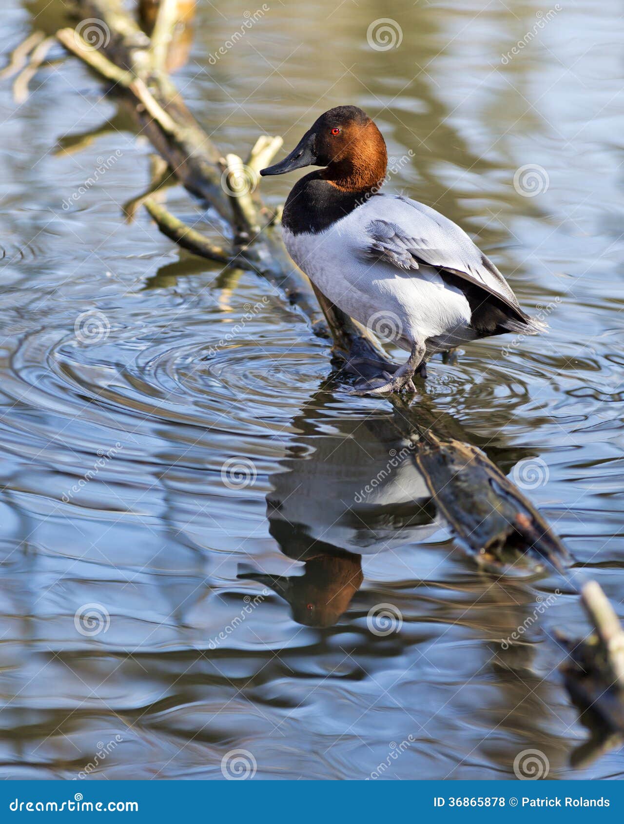 Canvasback duck stock photo. Image of duck, environment - 36865878