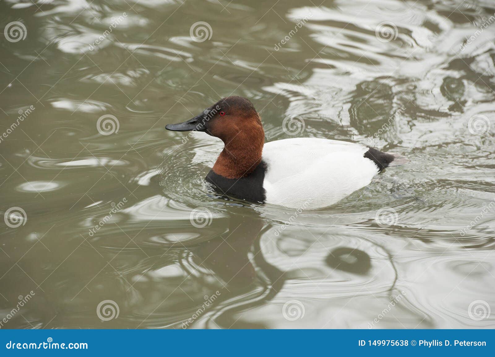 Canvasback Duck - male stock photo. Image of swimming - 149975638