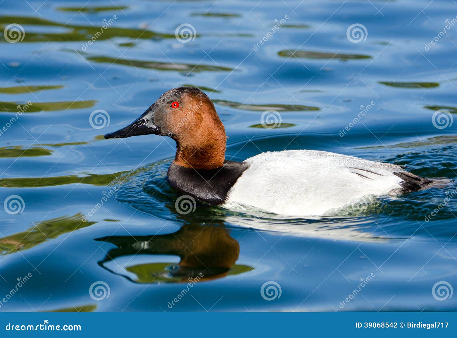 Canvasback Duck, Male stock photo. Image of waterfowl - 39068542