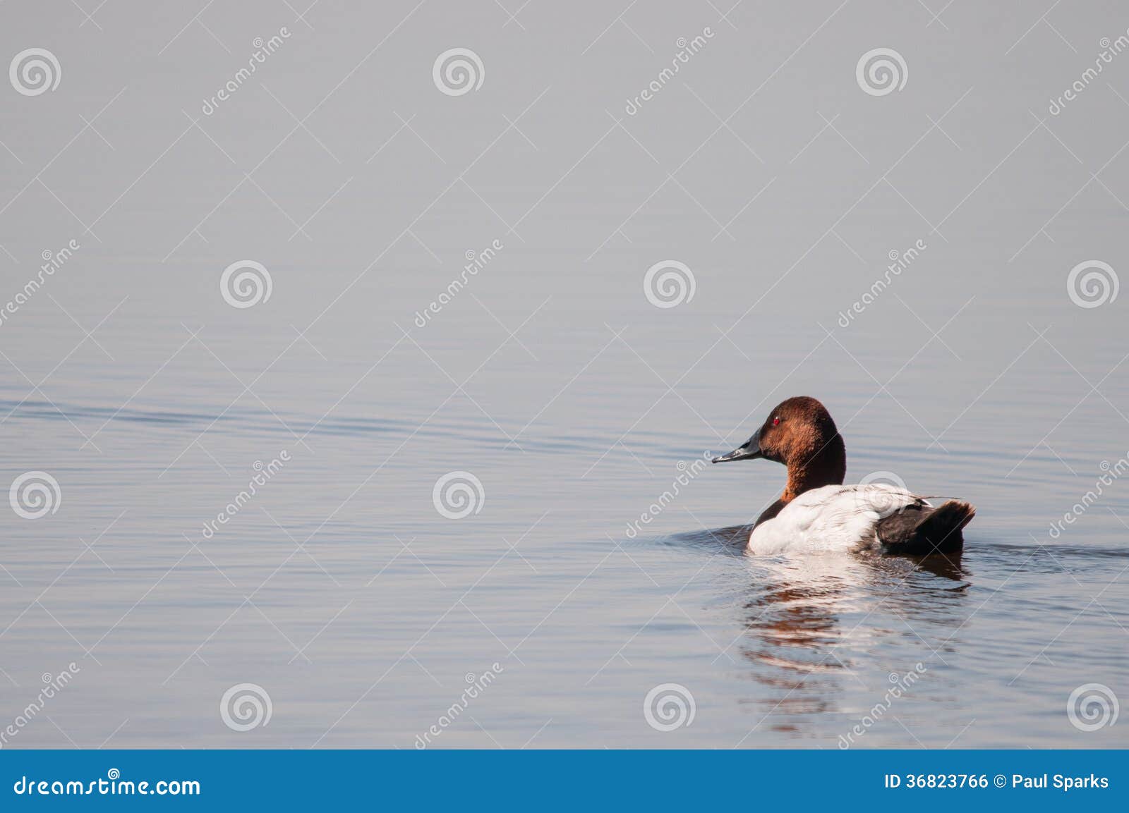 Canvasback Duck Stock Photos - Download 275 Royalty Free Photos