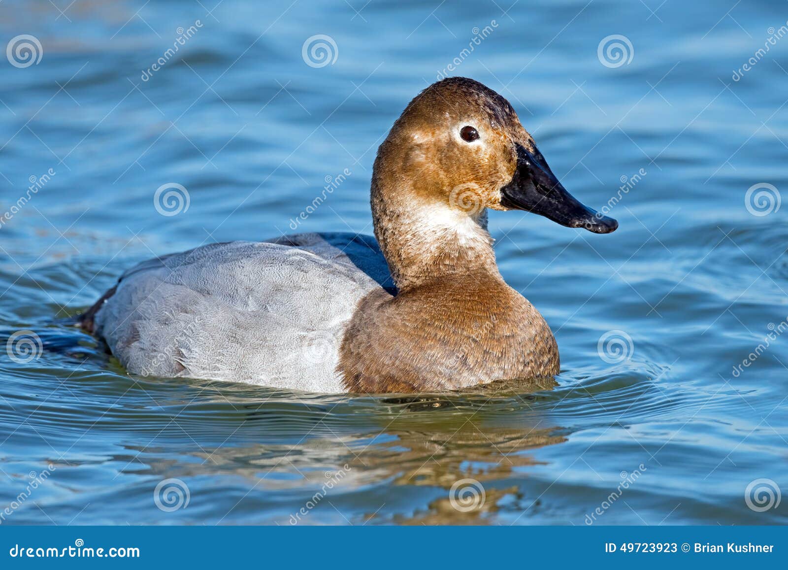 Canvasback stock image. Image of duck, bird, aythya, valisineria - 49723923