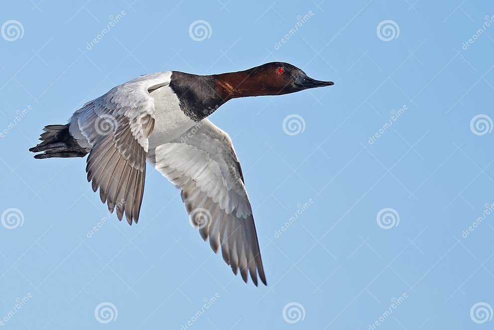 Canvasback Flying stock photo. Image of flight, wildlife - 85062464