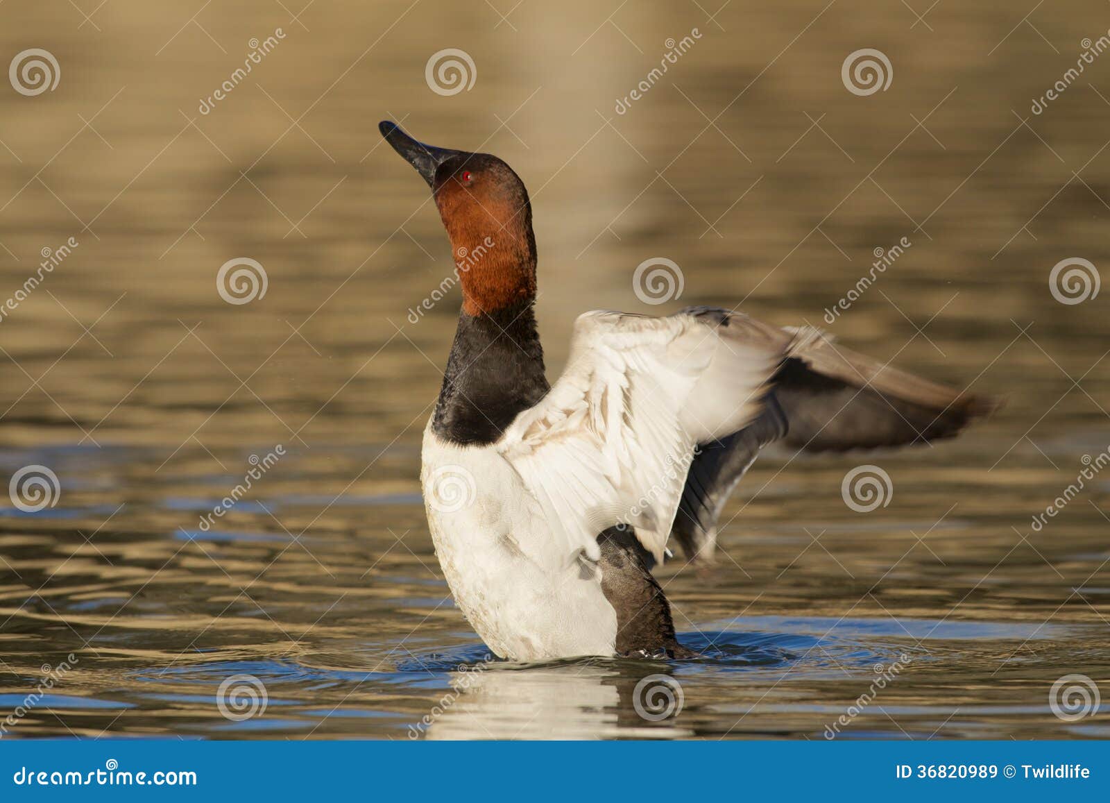 Canvasback stock image. Image of male, nature, pond, outdoors - 36820989