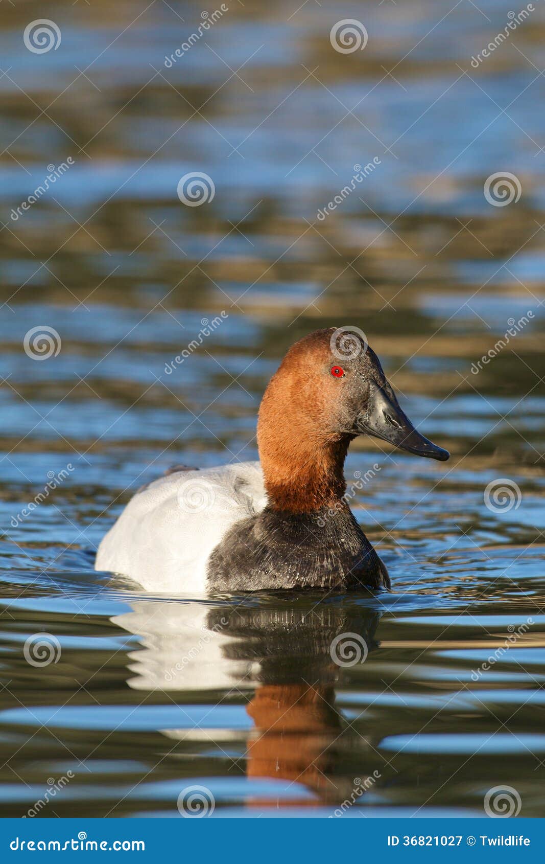 Canvasback Male Head on stock image. Image of nature - 36821027