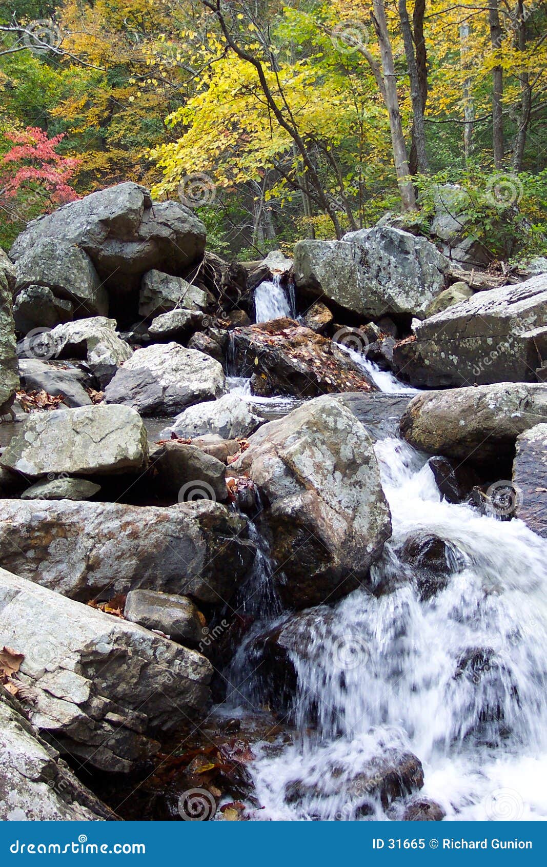 Canyon Autumn stock image. Image of fall, yellow, foliage - 31665