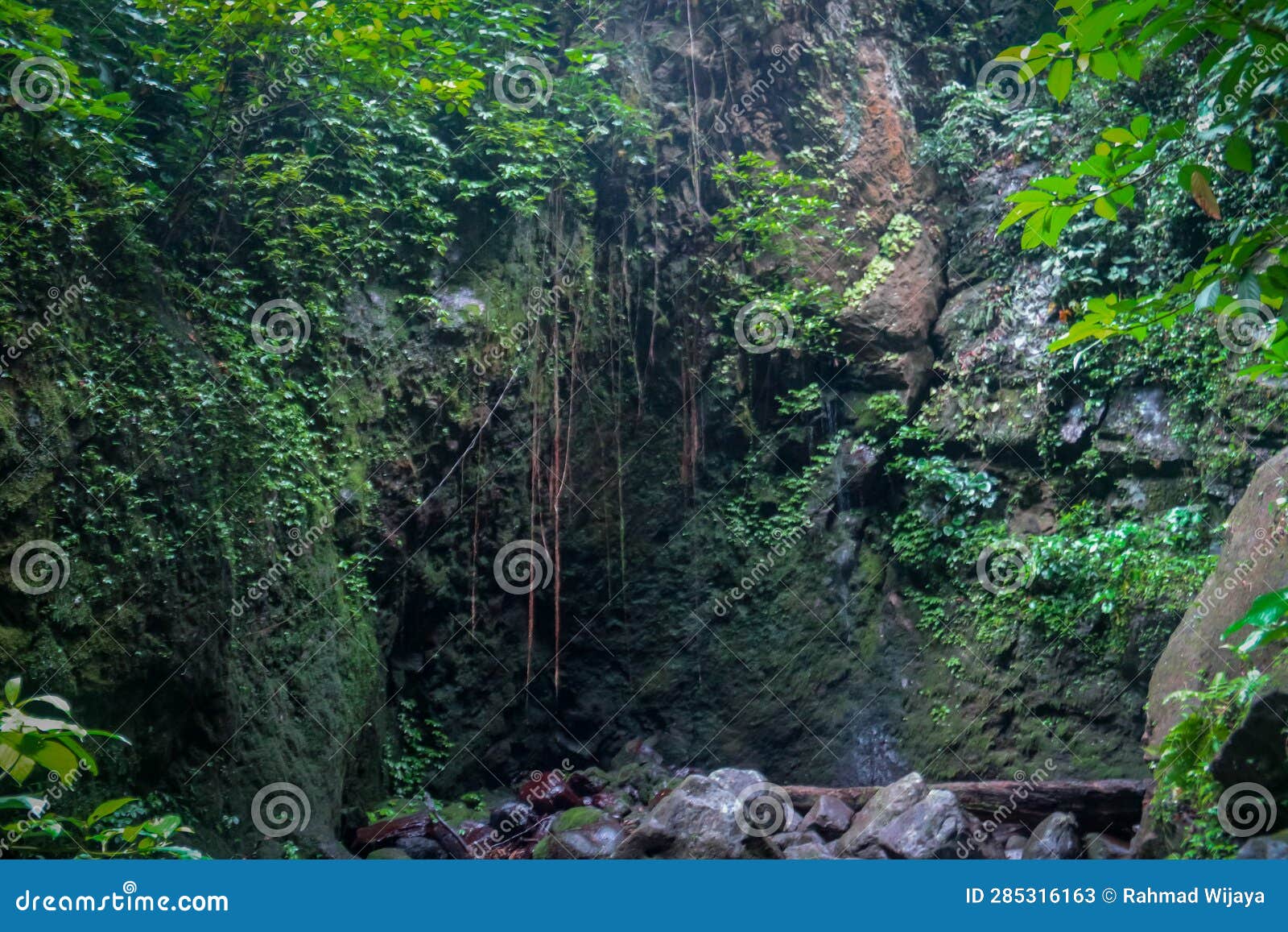 Canyon in deep rainforest stock image. Image of green - 285316163
